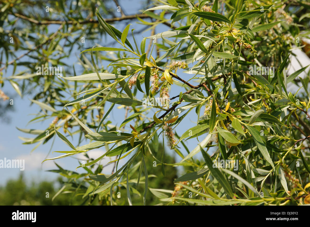 Silberweiden shrub hi-res stock photography and images - Alamy