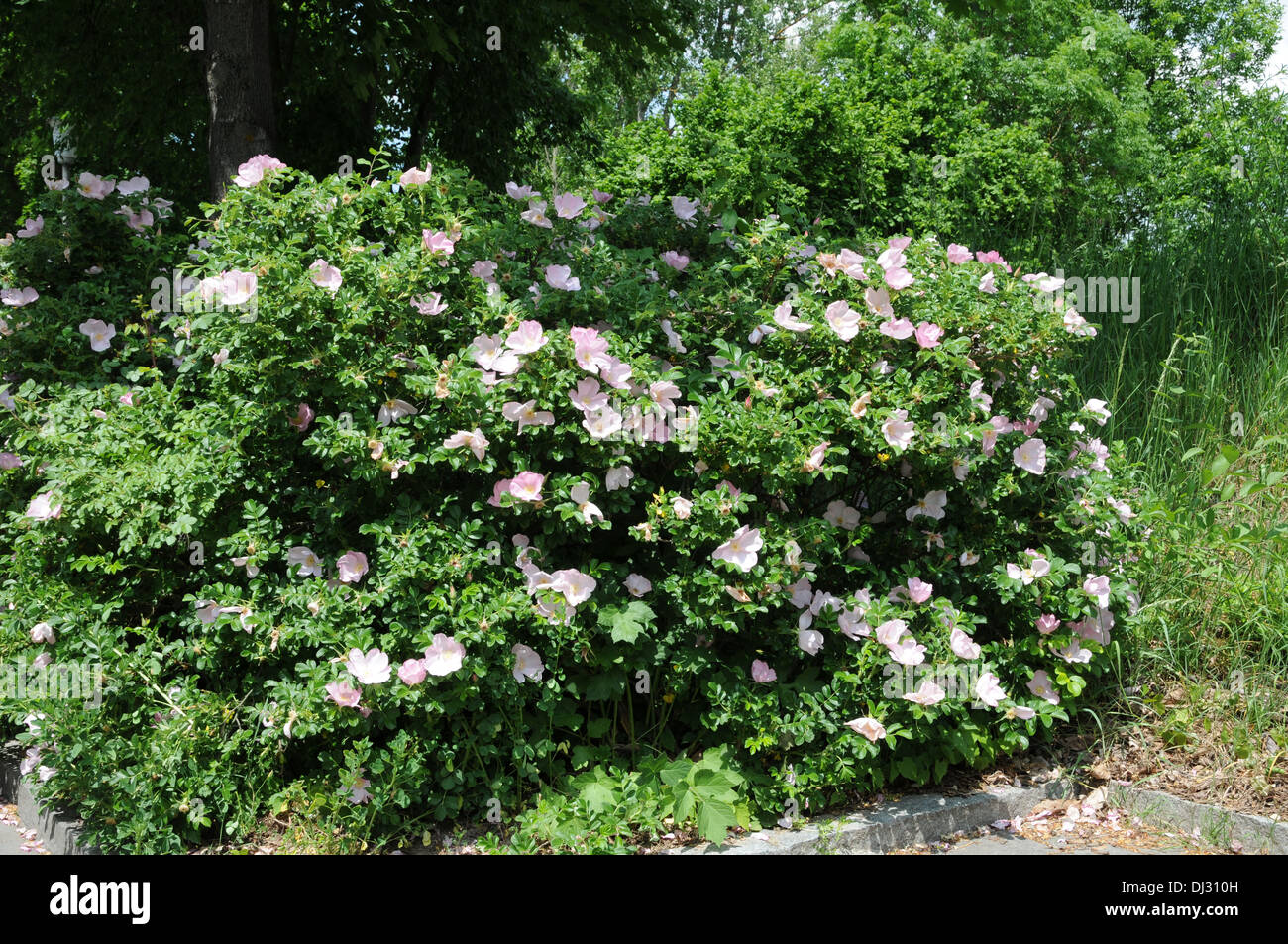 Rugosa rose hi-res stock photography and images - Alamy