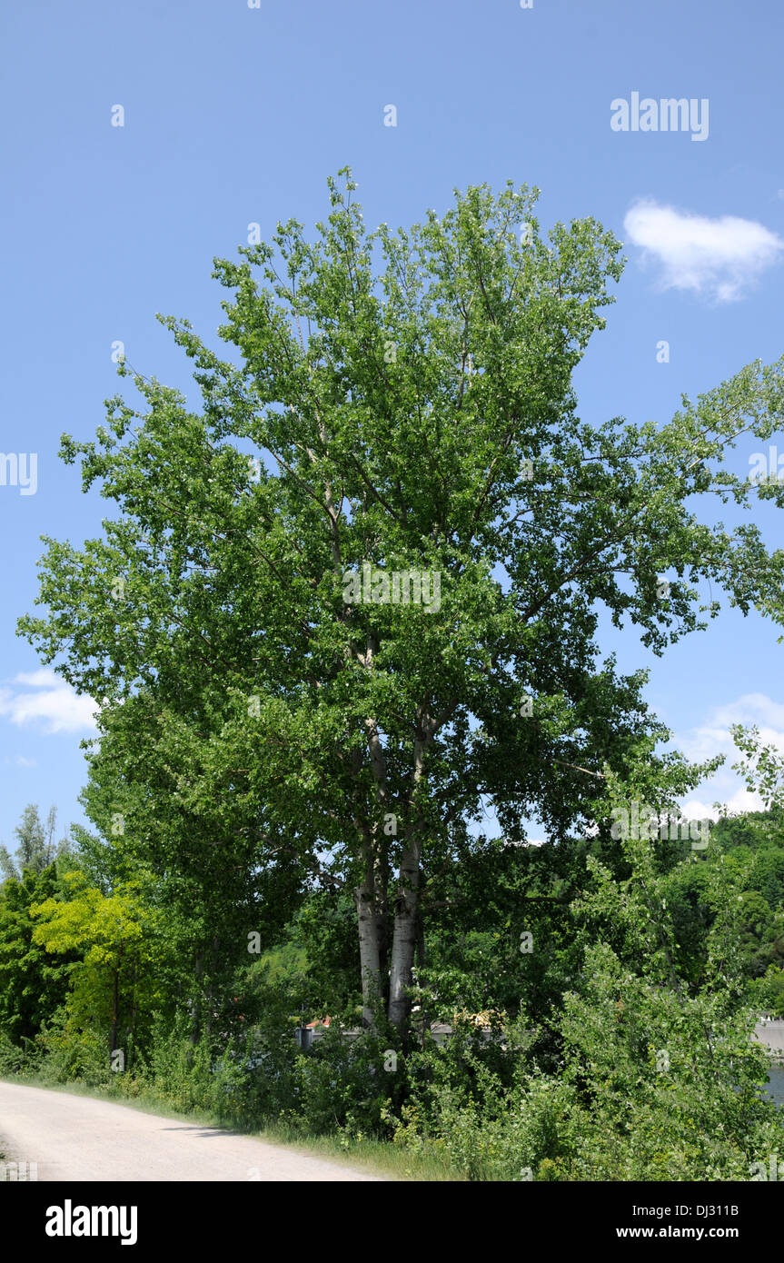 Silver pappel hi-res stock photography and images - Alamy