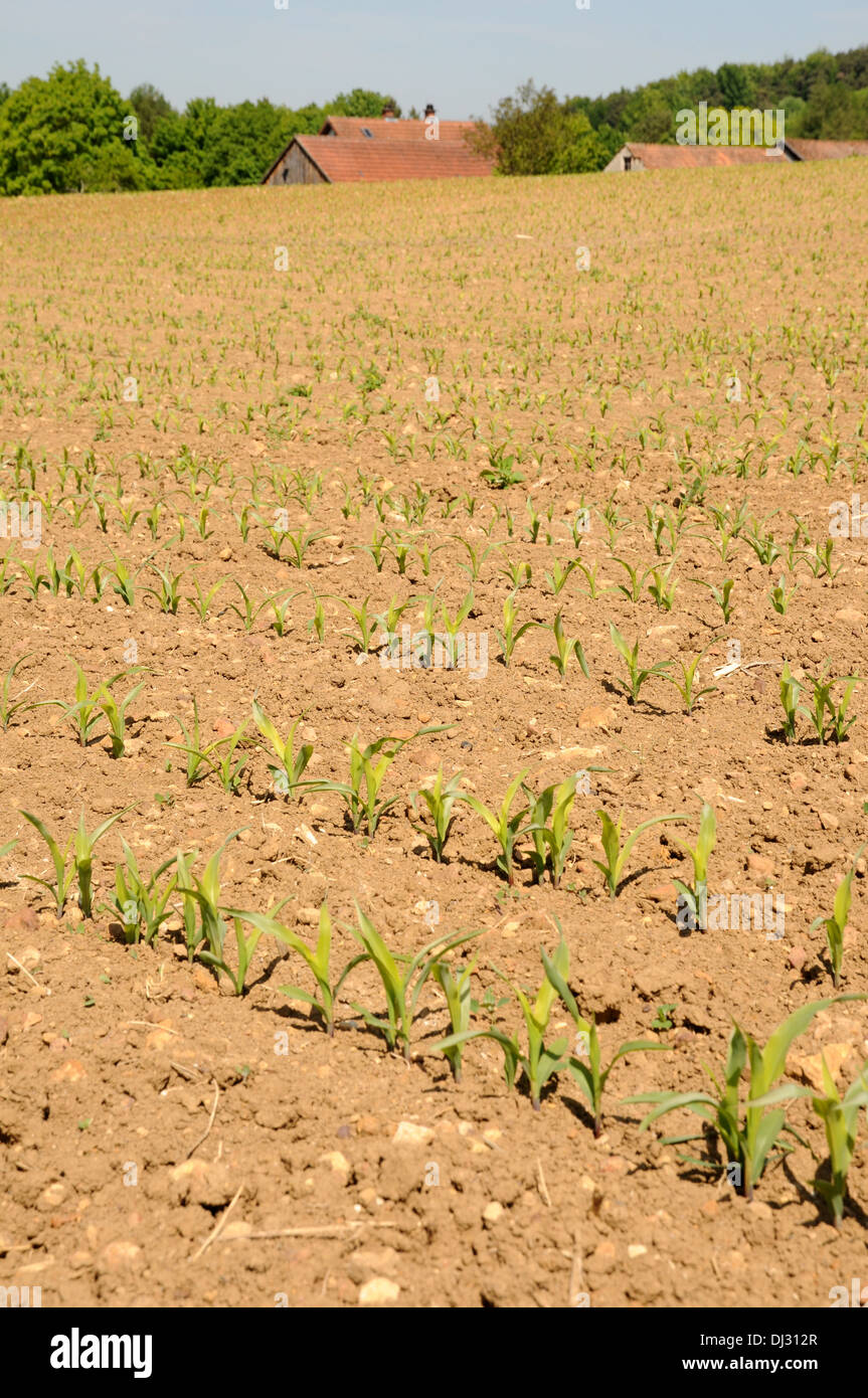 Maize-Field Stock Photo - Alamy