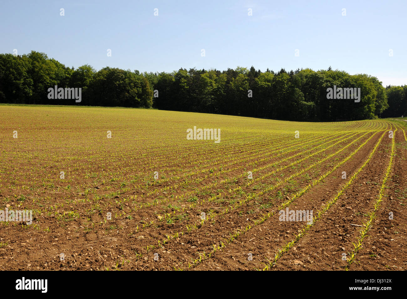 Maize field hi-res stock photography and images - Alamy