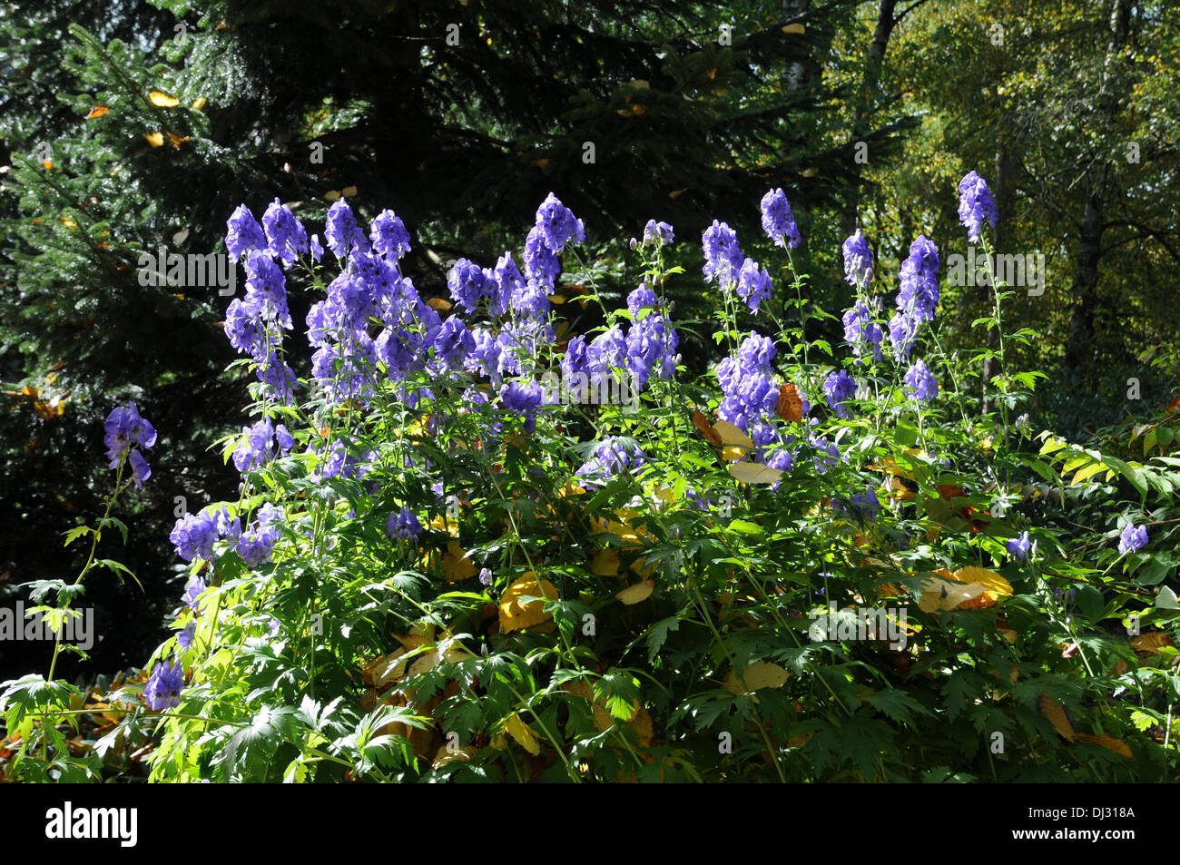 Chinese aconite hi-res stock photography and images - Alamy