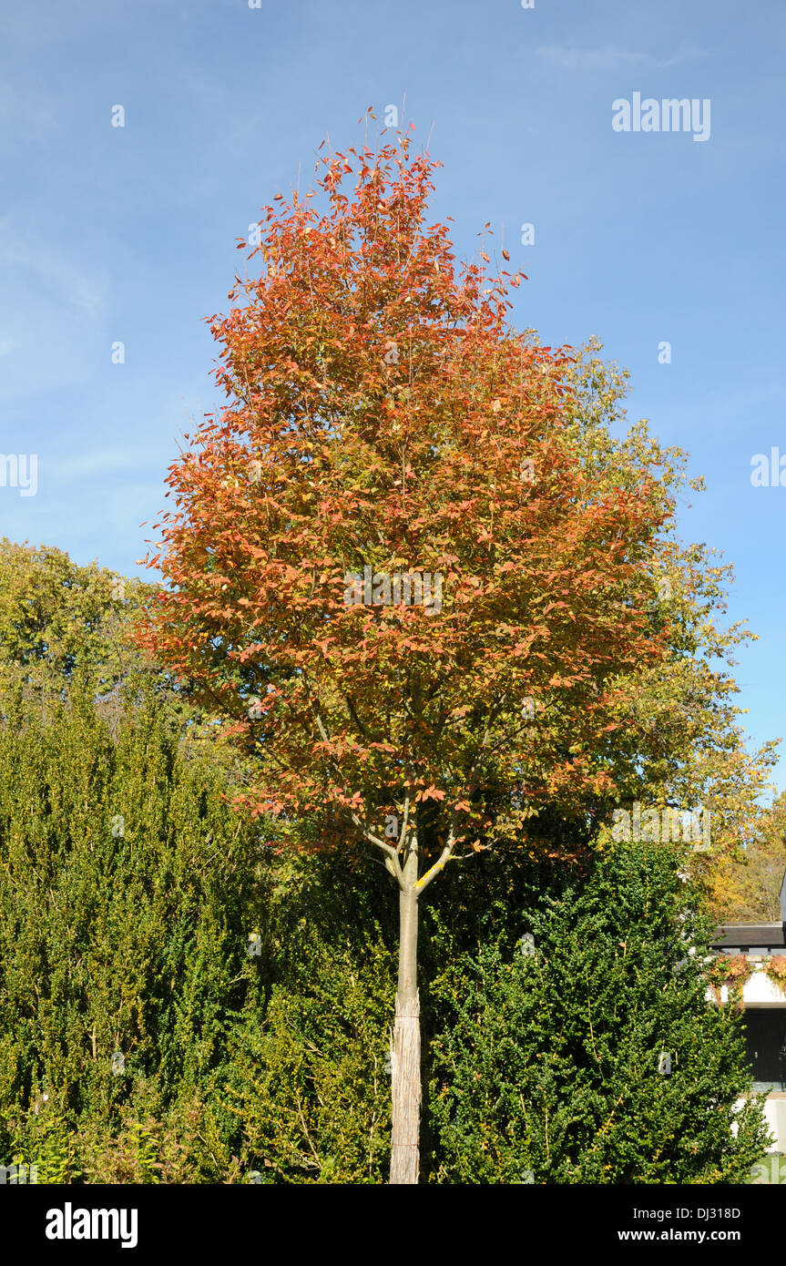 Amelanchier arborea hi-res stock photography and images - Alamy