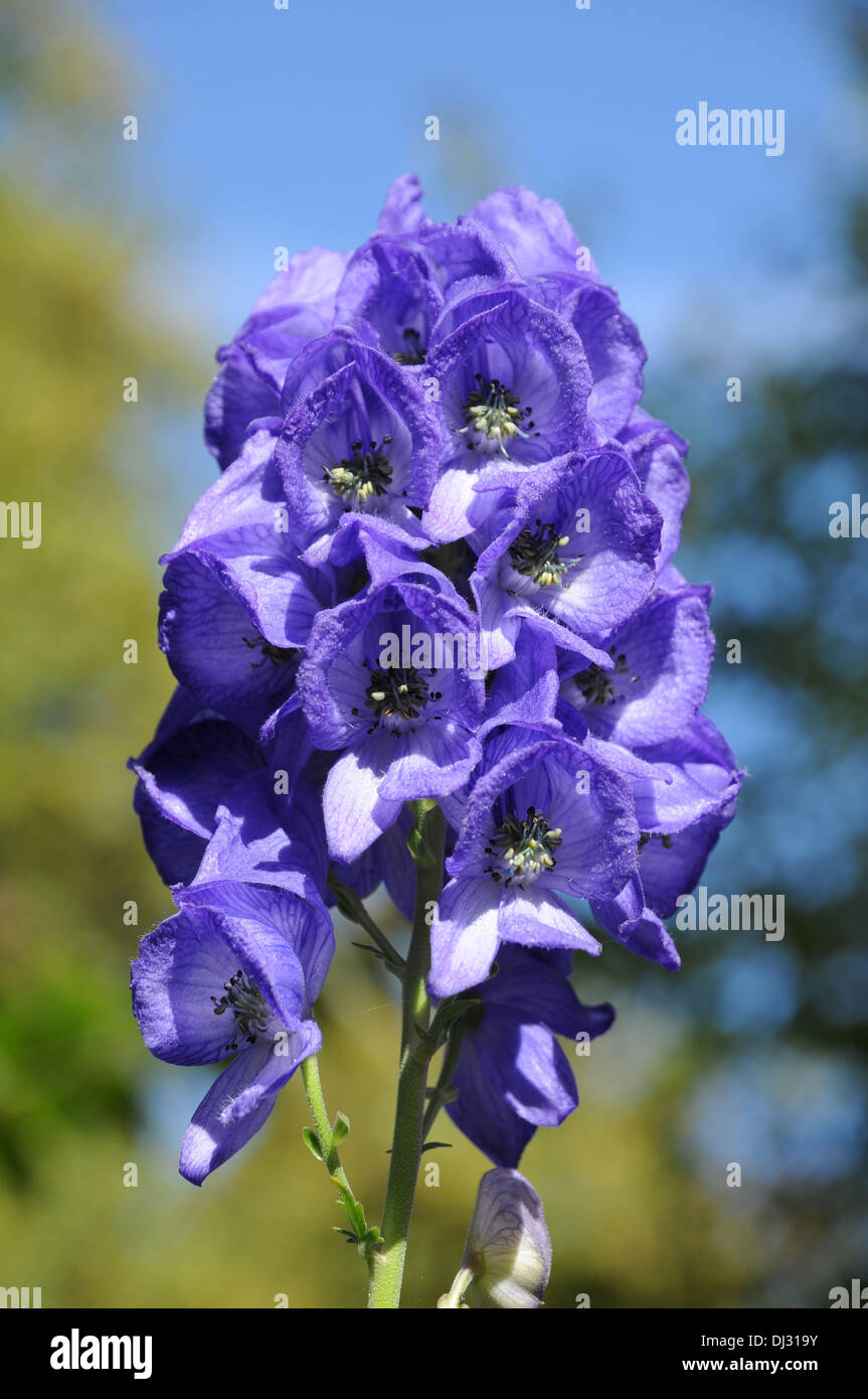 Chinese aconite hi-res stock photography and images - Alamy