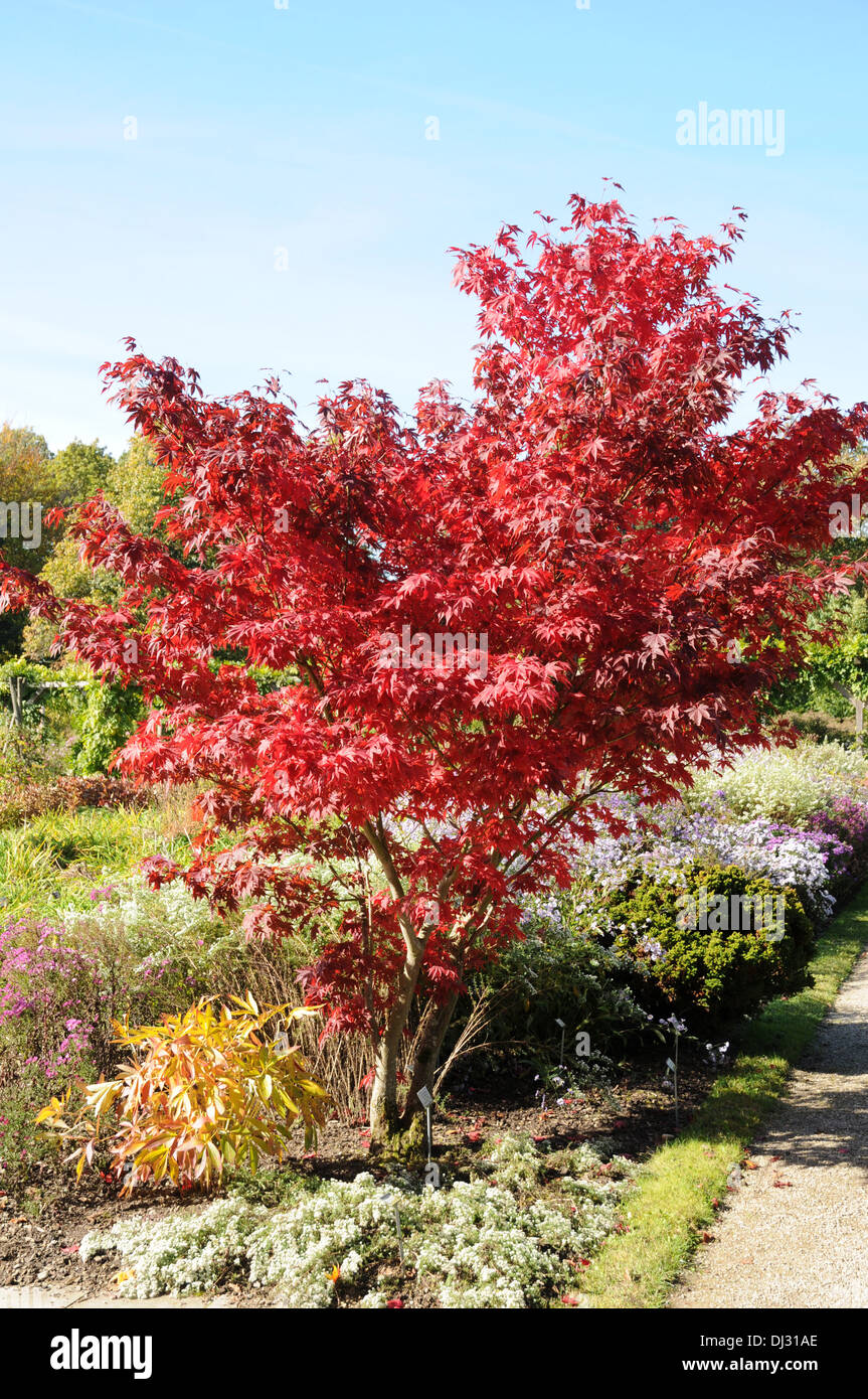 Japanese maple hi-res stock photography and images - Alamy