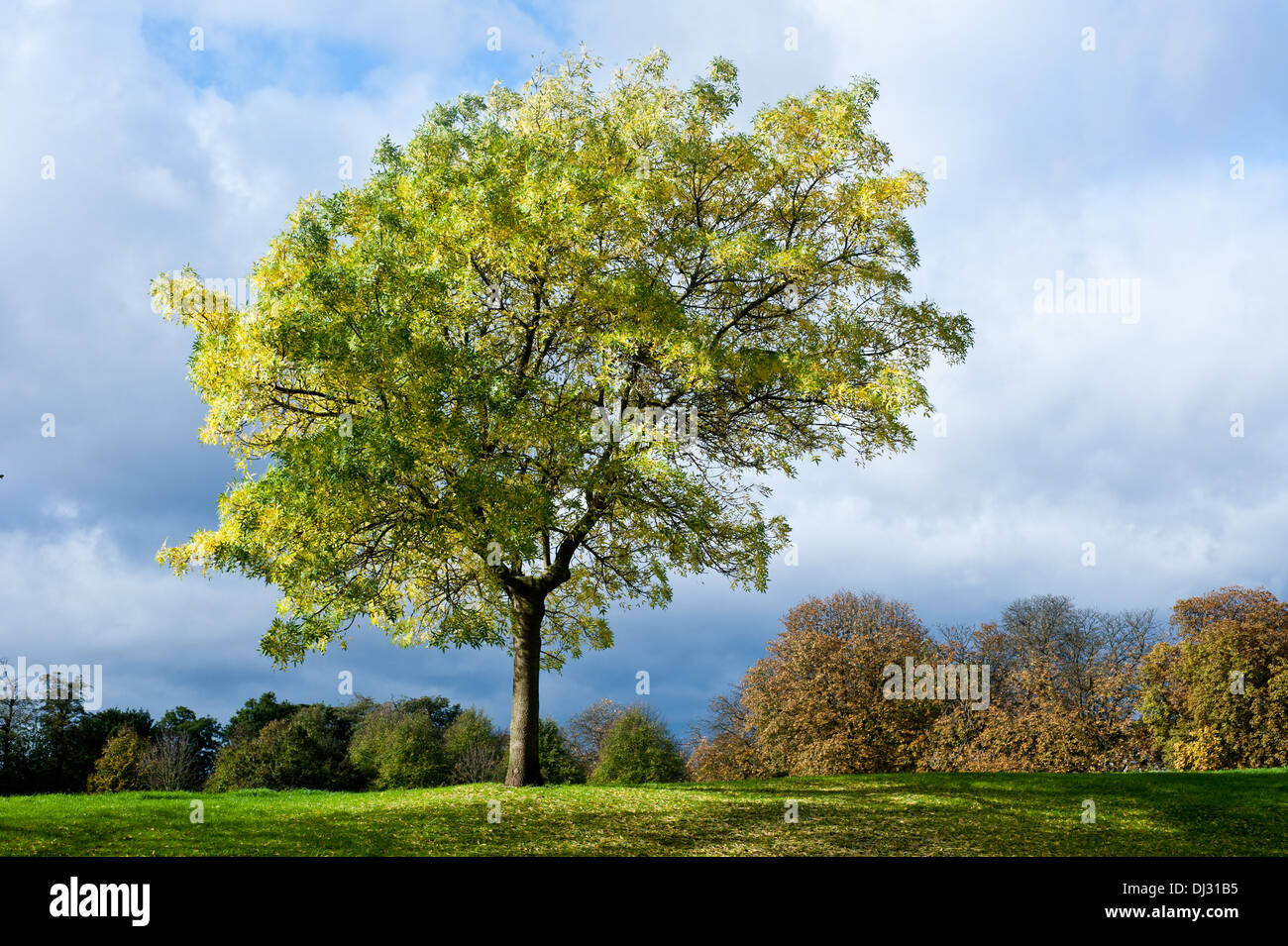 Tall trees blowing in the wind High Resolution Stock Photography and ...