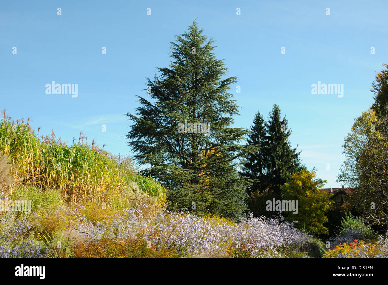 Libanon cedar hi-res stock photography and images - Alamy