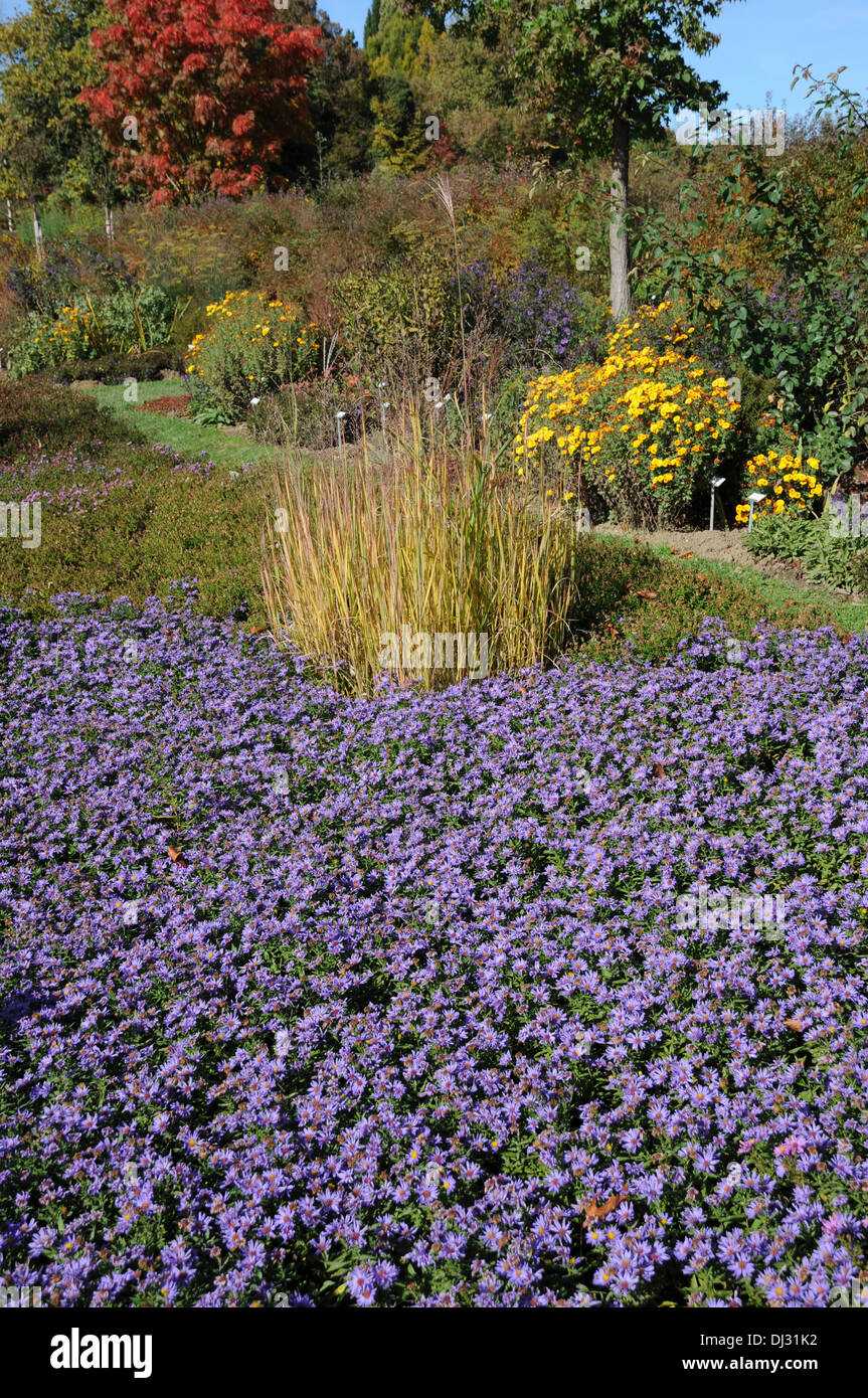 Dwarf aster hi-res stock photography and images - Alamy