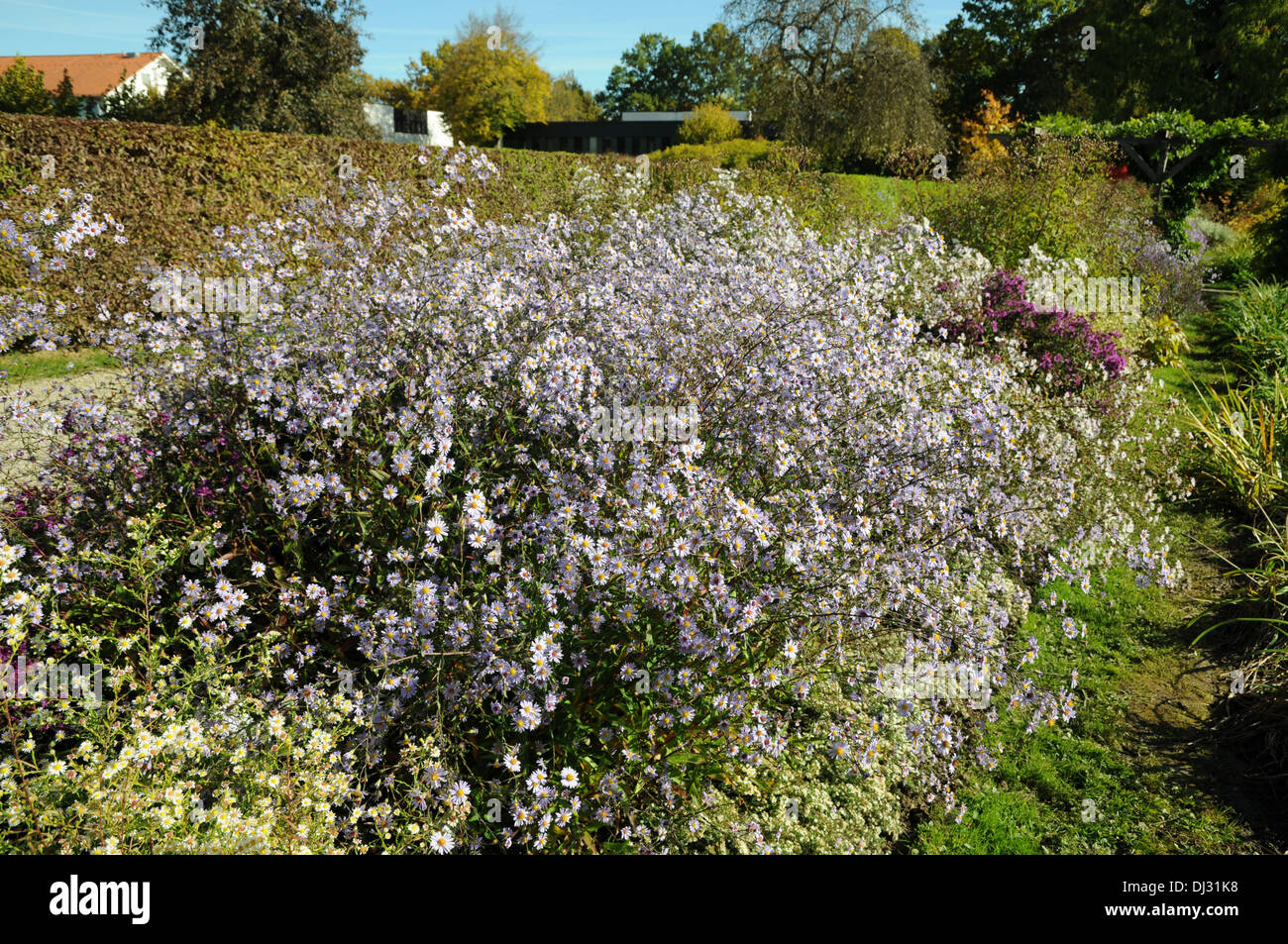 Blaue astern hi-res stock photography and images - Alamy