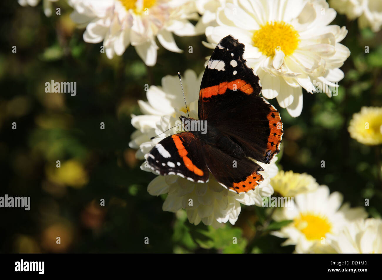 Blume chrysanths hi-res stock photography and images - Alamy