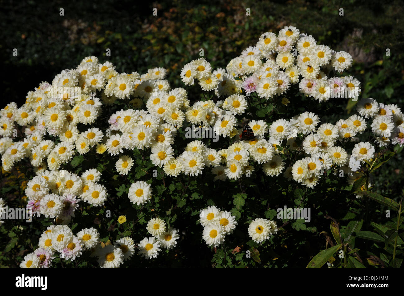 Chrysanths hi-res stock photography and images - Alamy