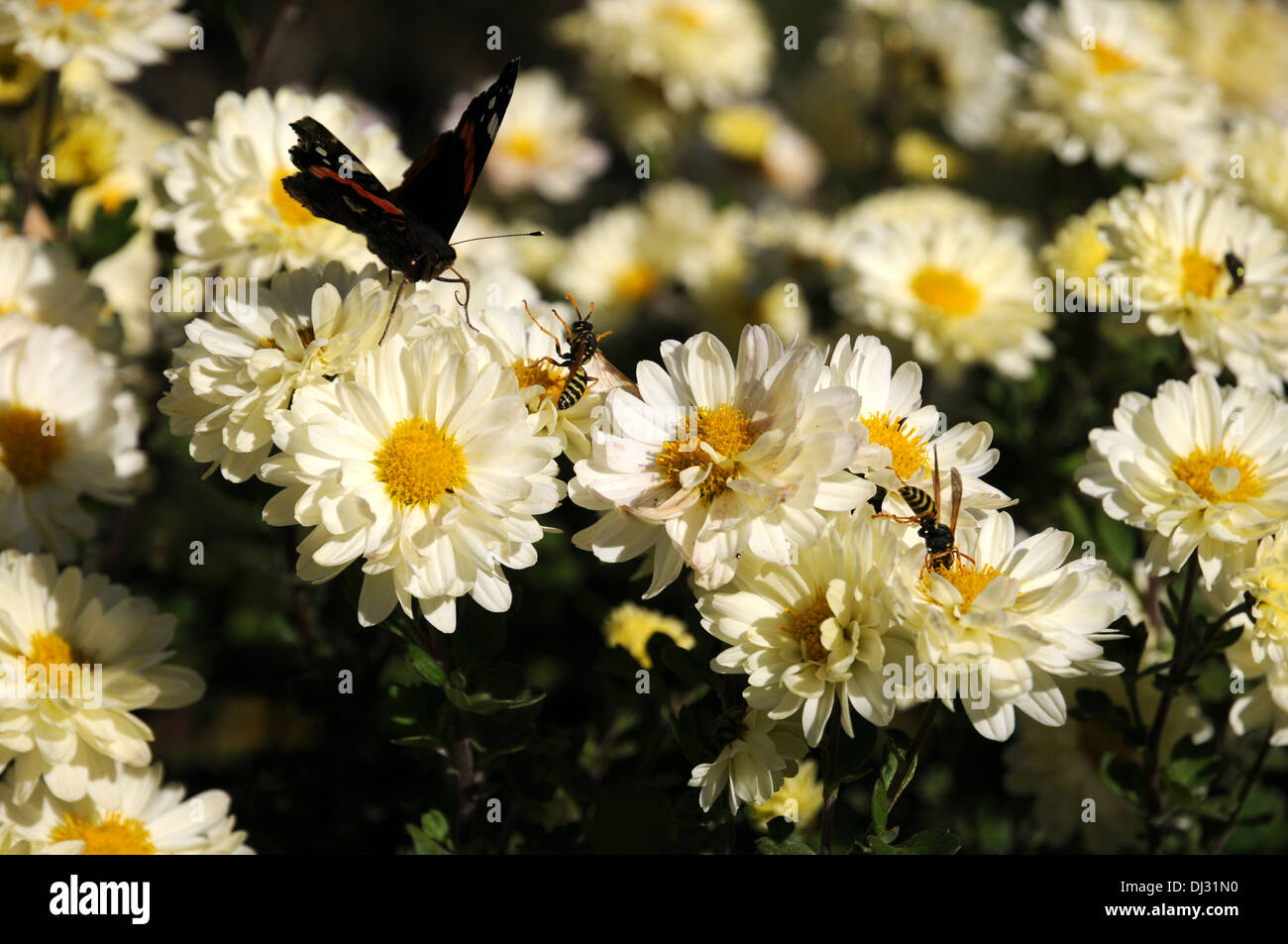 Chrysanths hi-res stock photography and images - Alamy