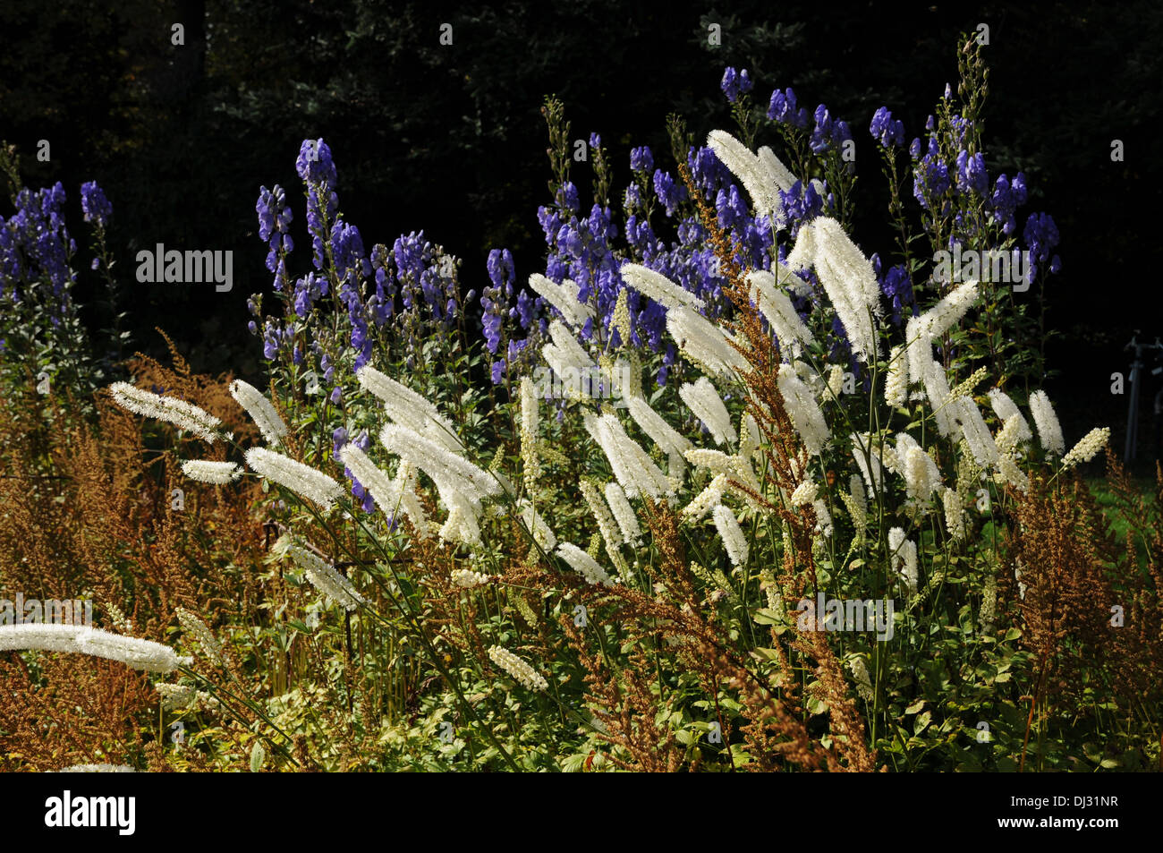 Bugbane hi-res stock photography and images - Alamy