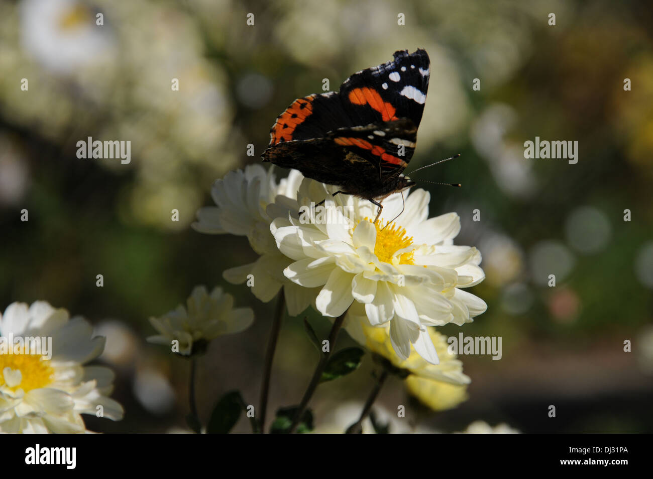 Chrysanth hi-res stock photography and images - Alamy