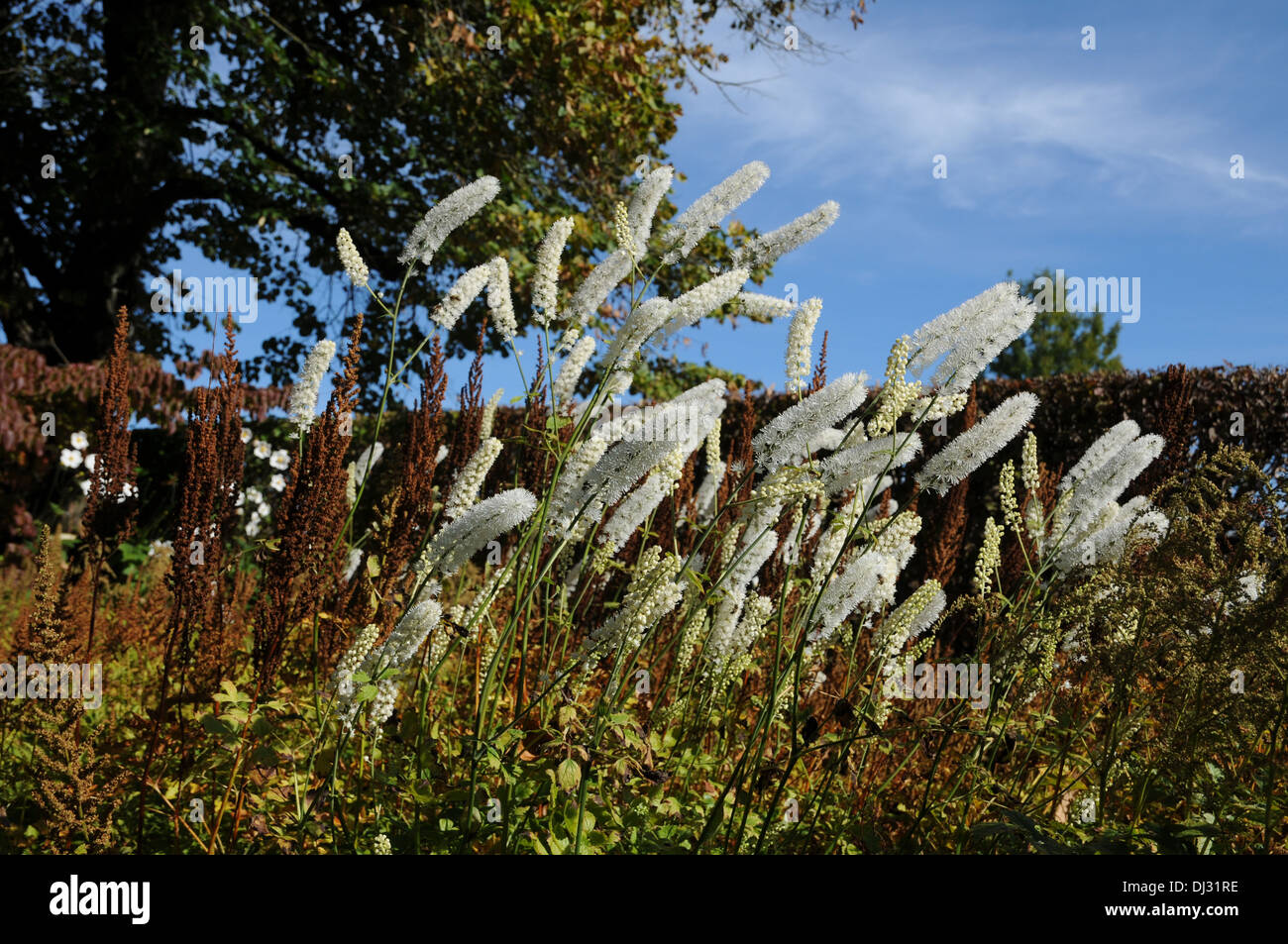 Bugbane hi-res stock photography and images - Alamy