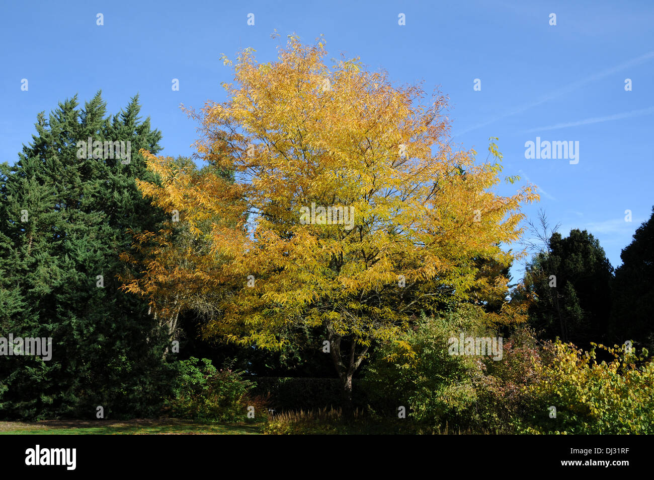 Honey locust trees hi-res stock photography and images - Alamy