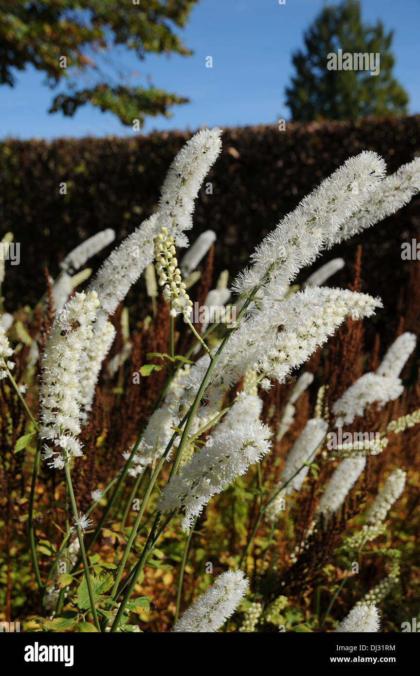 Bugbane hi-res stock photography and images - Alamy