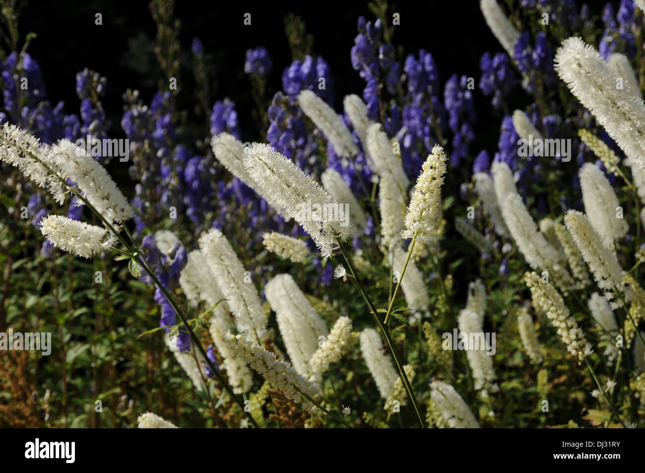 Bugbane hi-res stock photography and images - Alamy