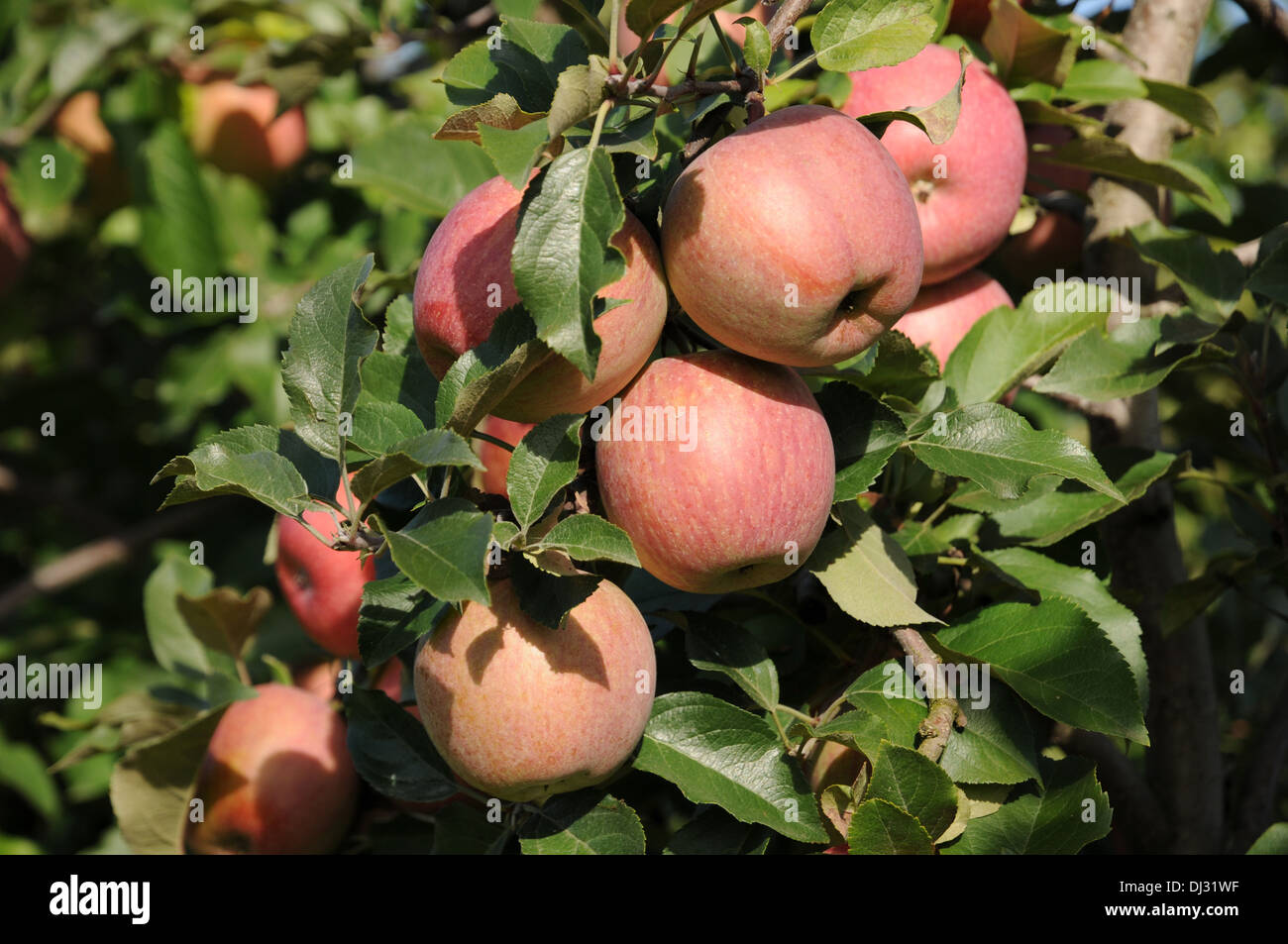 Buschbaum hi-res stock photography and images - Alamy