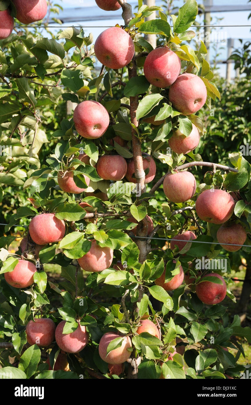 Buschbaum hi-res stock photography and images - Alamy