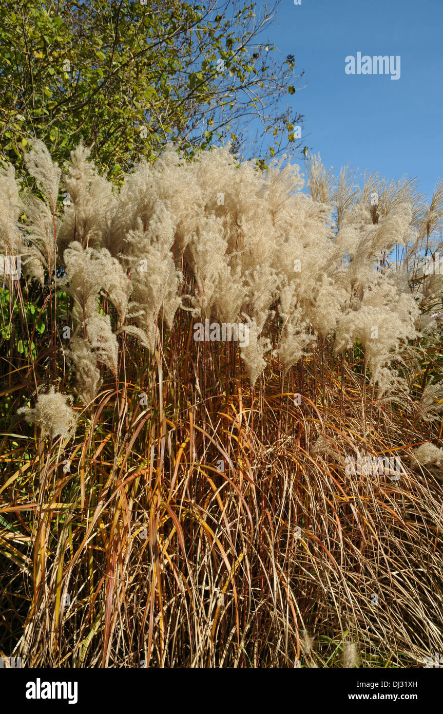Chinese silver grass Stock Photo - Alamy