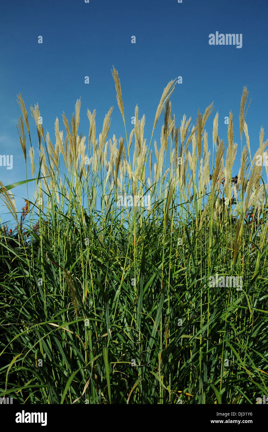 Chinese silver gras hi-res stock photography and images - Alamy