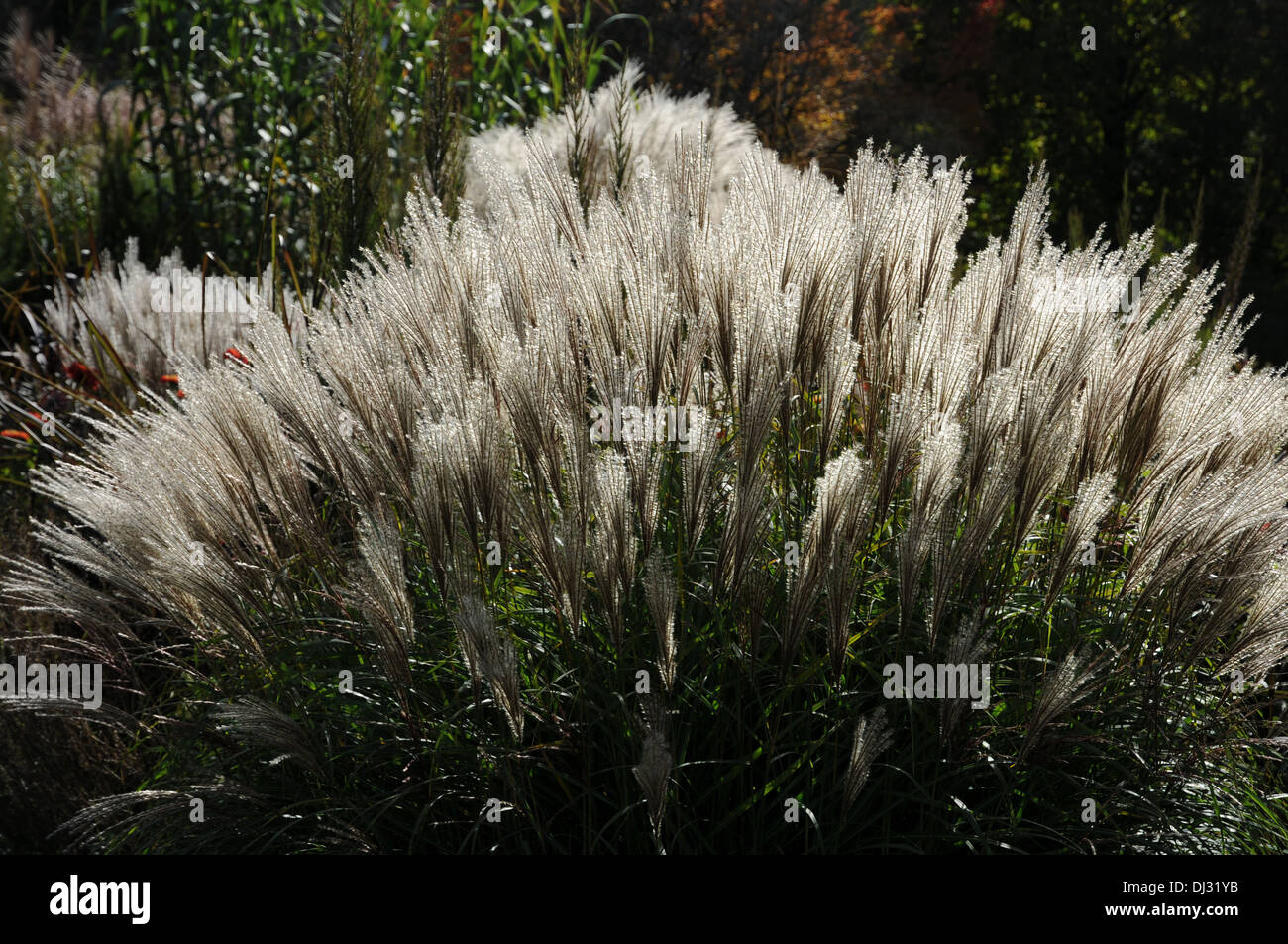 Chinese silver gras hi-res stock photography and images - Alamy