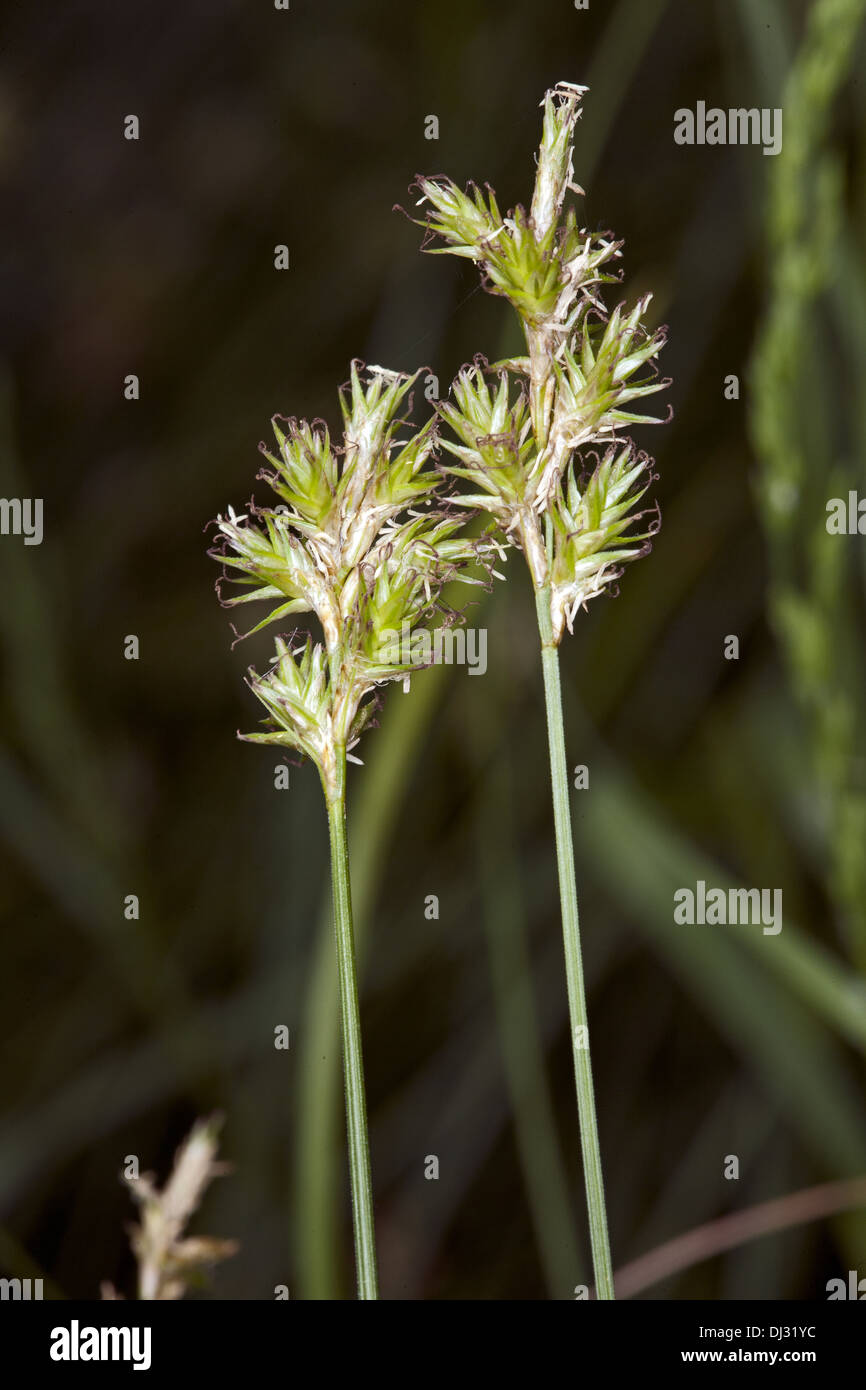 Alpine Grass, Carex brizoides Stock Photo - Alamy