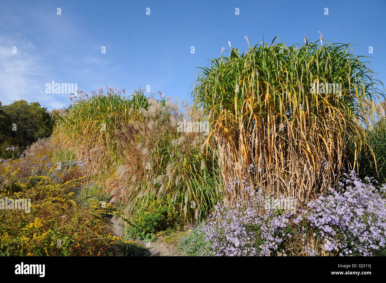 Chinese silver gras hi-res stock photography and images - Alamy