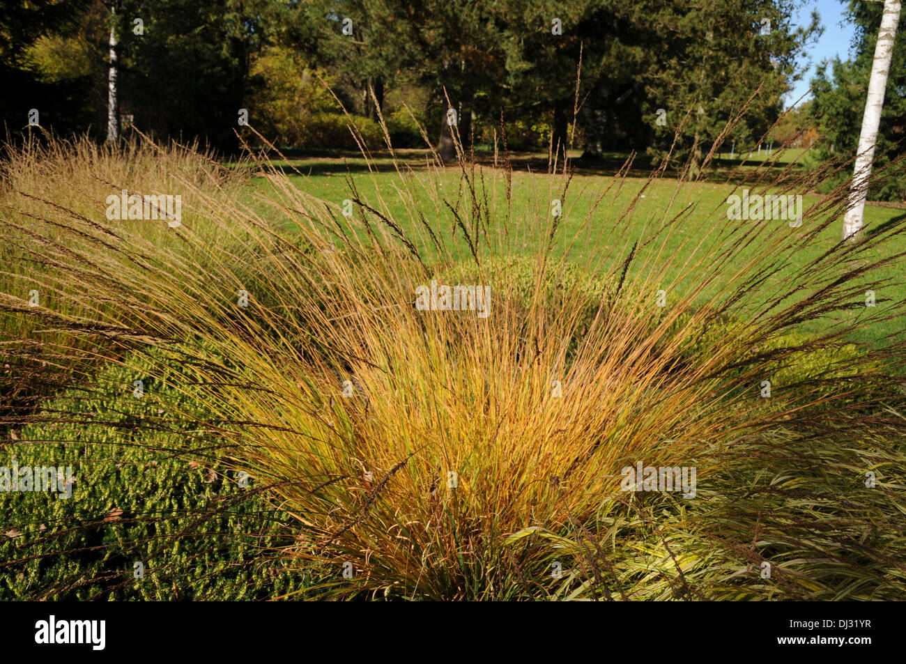 Purple moor grass Stock Photo - Alamy