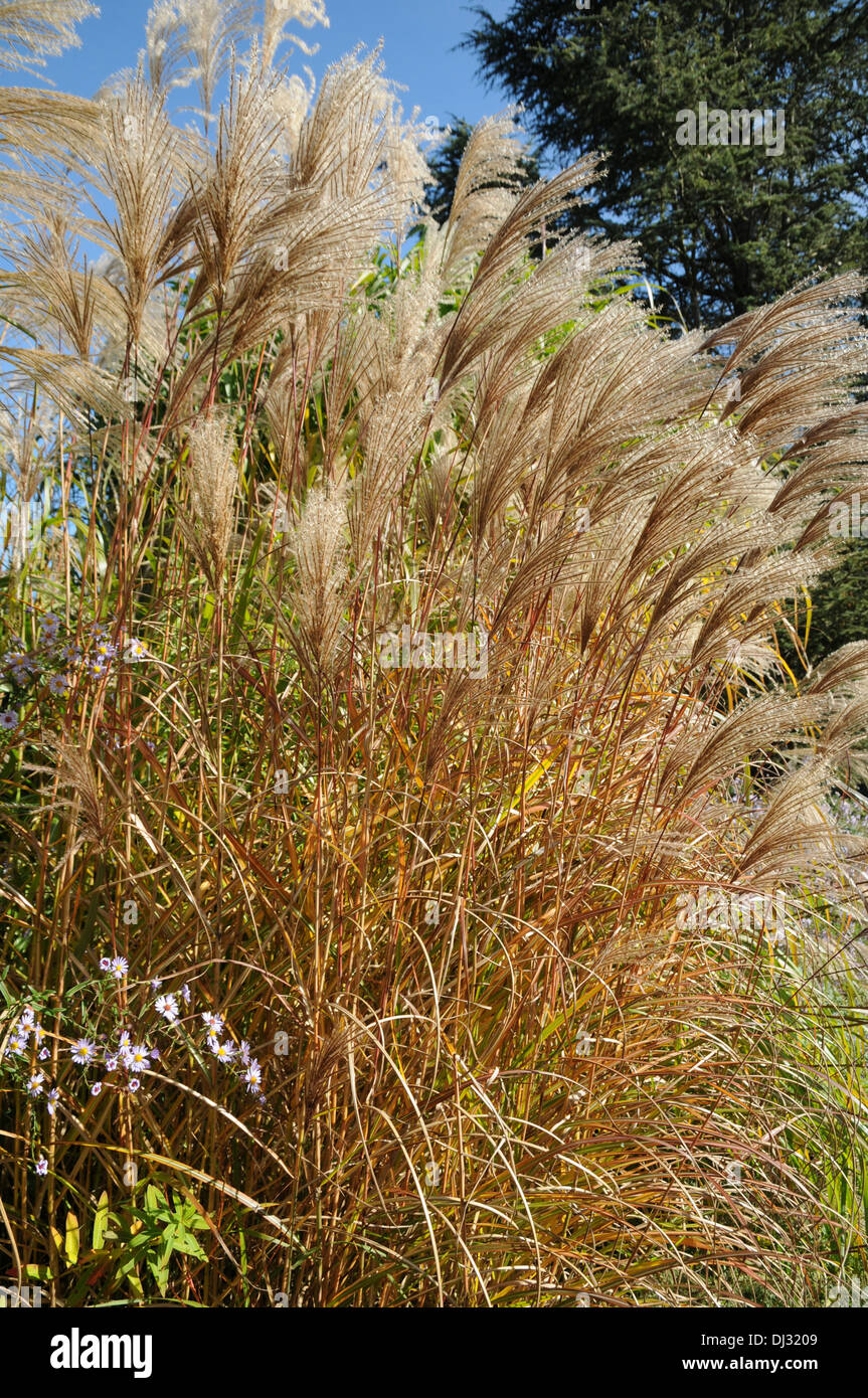 Chinese silver grass Stock Photo - Alamy