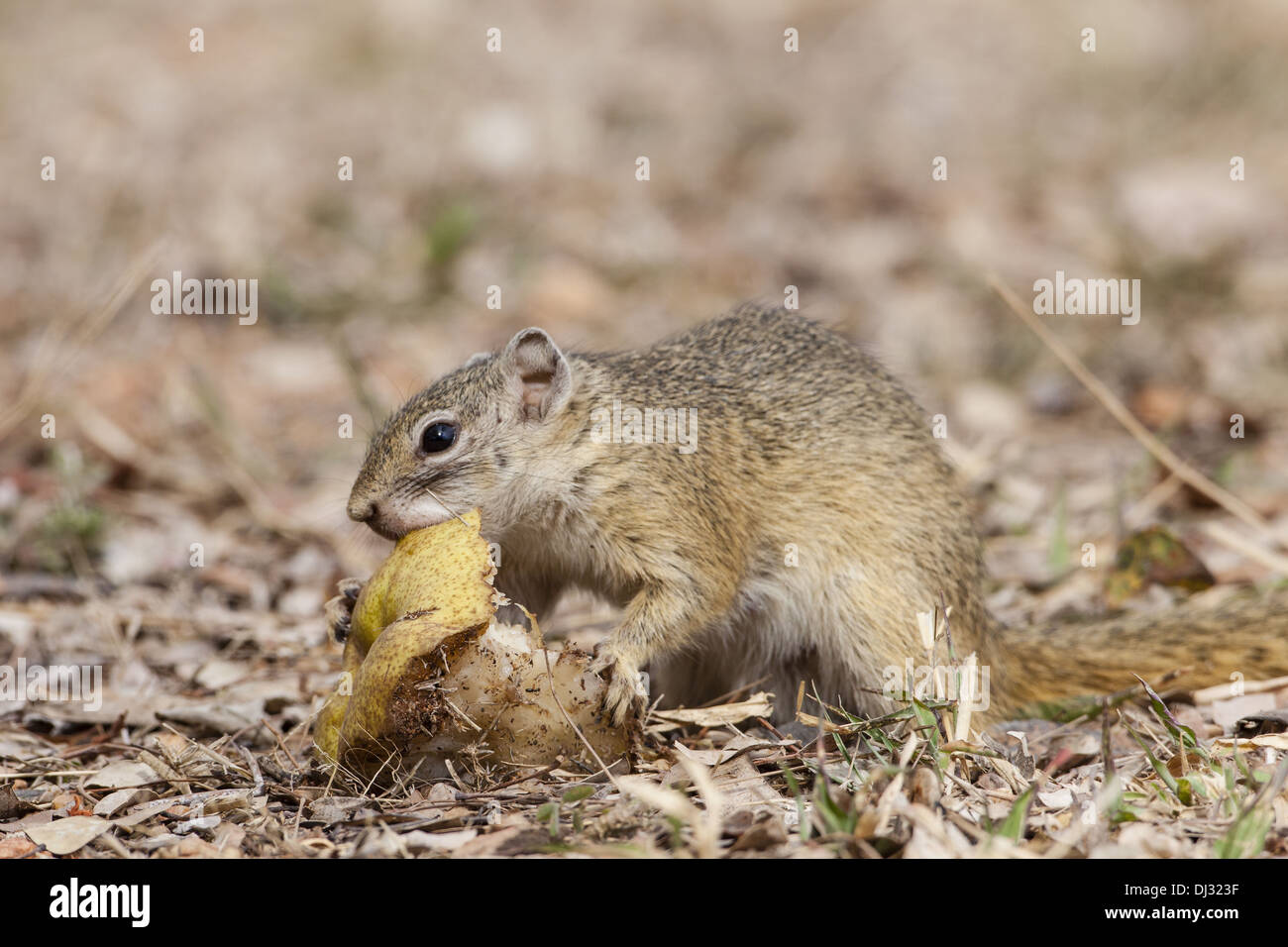 African bush squirrel hi-res stock photography and images - Alamy