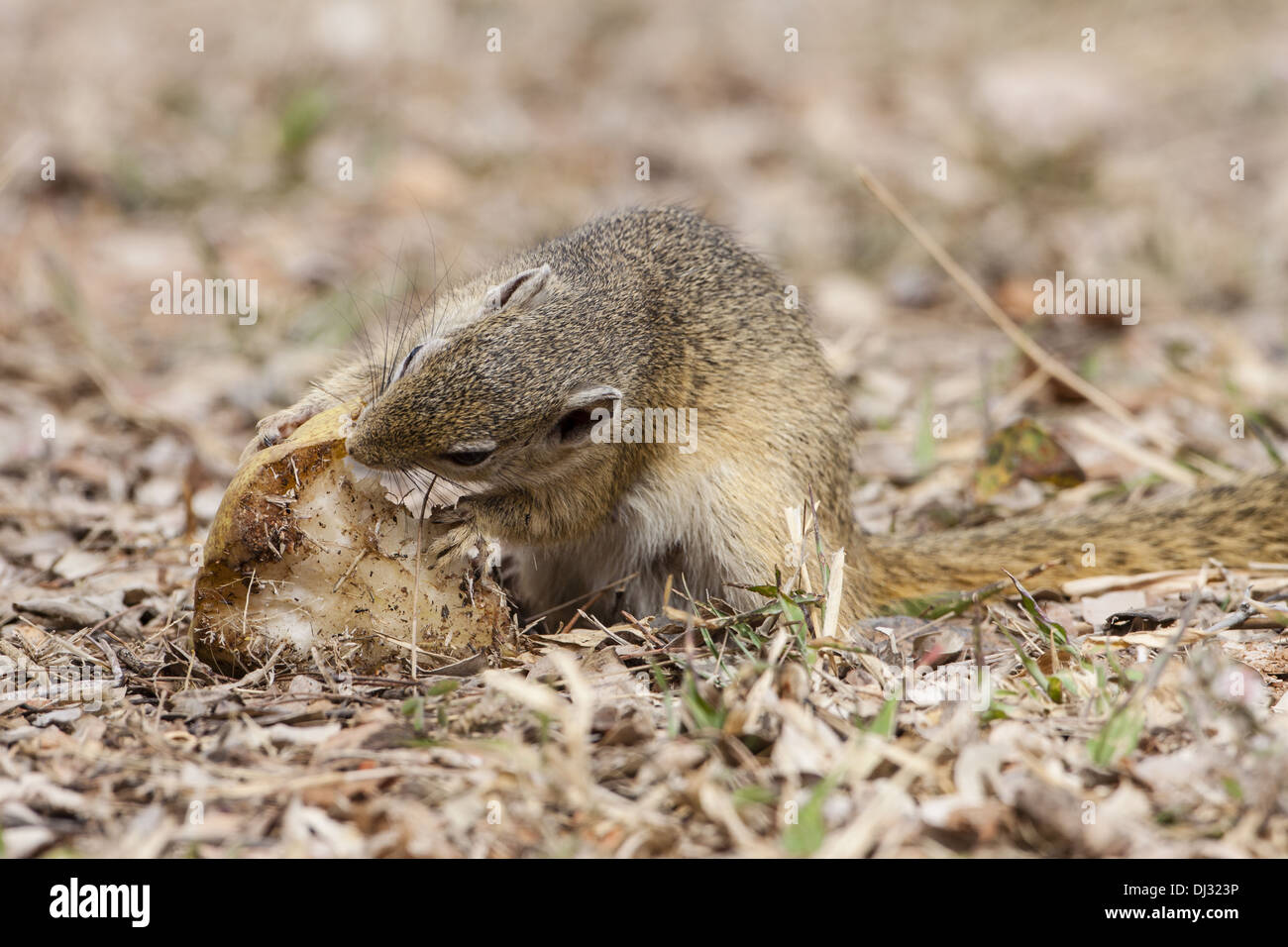 Smith's Bush Squirrel (Paraxerus cepapi Stock Photo - Alamy