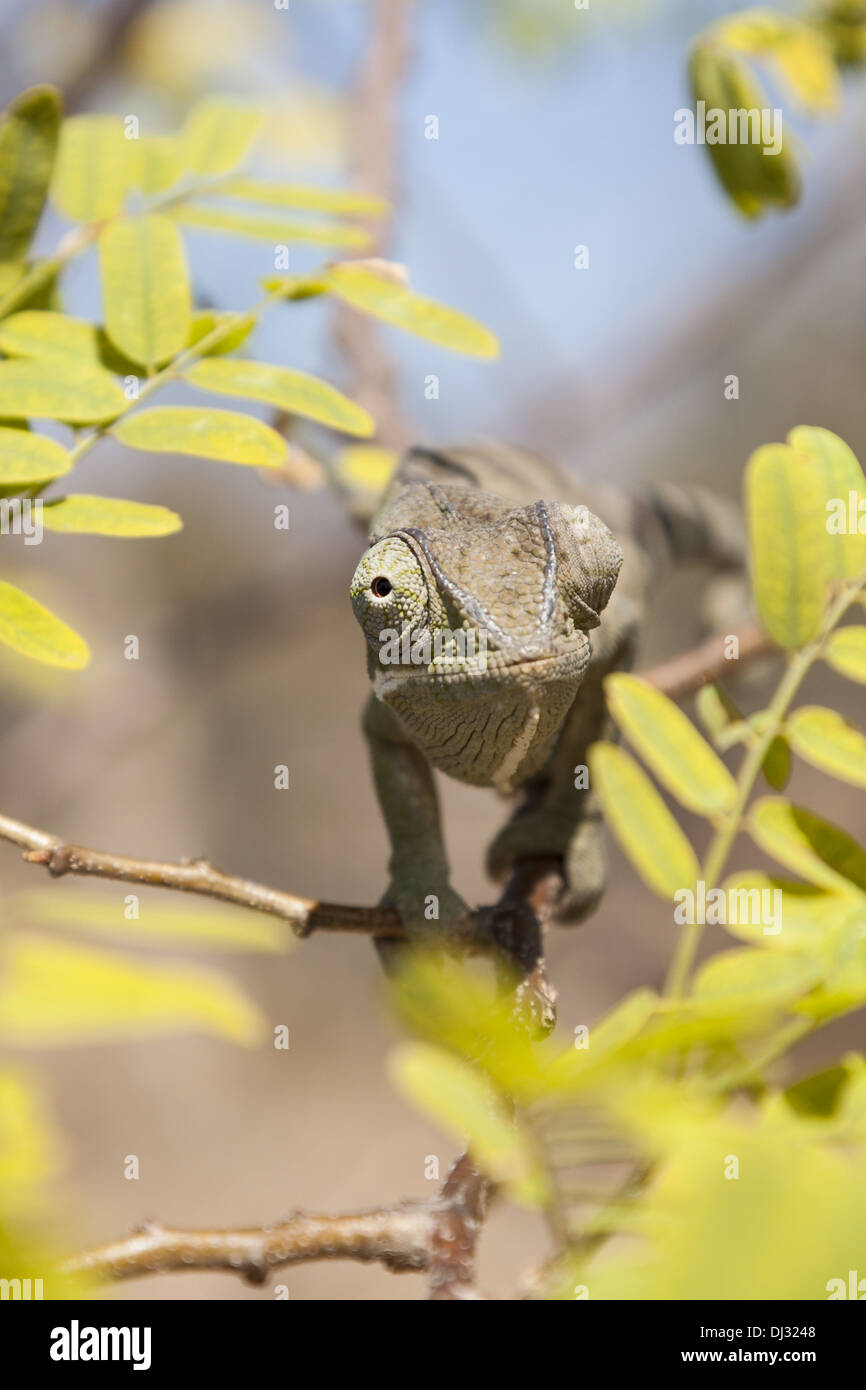 Cloth chameleon (Chamaeleo dilepis Stock Photo - Alamy