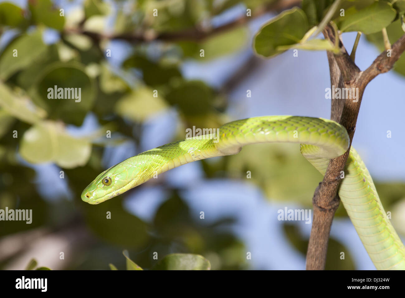 Mamba baum hi-res stock photography and images - Alamy
