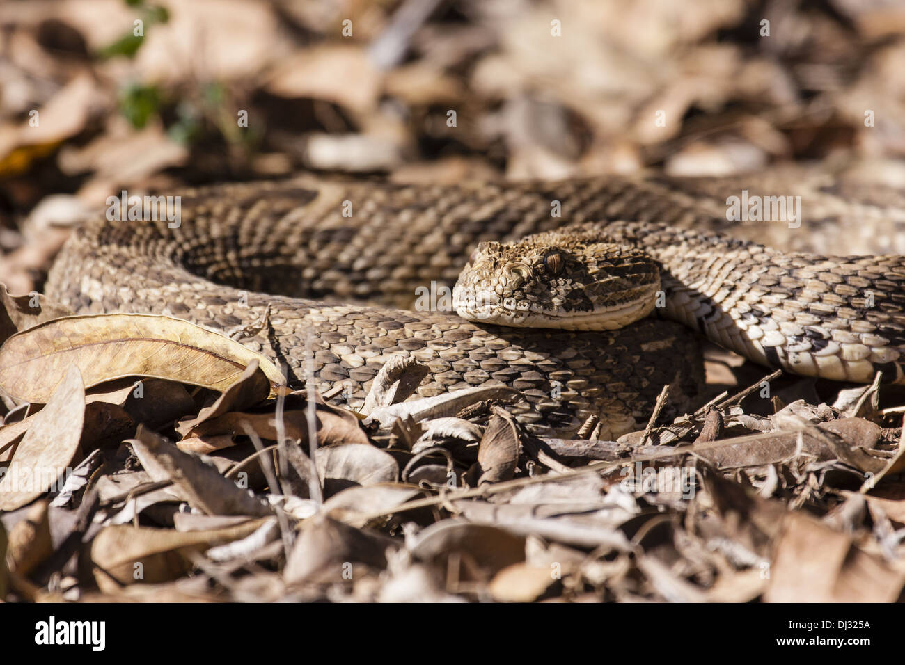 Puff adder (Bitis arietans Stock Photo - Alamy