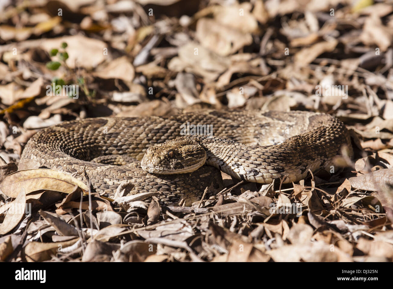 Puff adder (Bitis arietans Stock Photo - Alamy