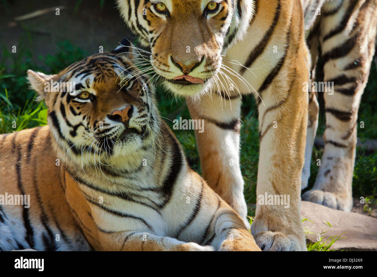P tigris hi-res stock photography and images - Alamy