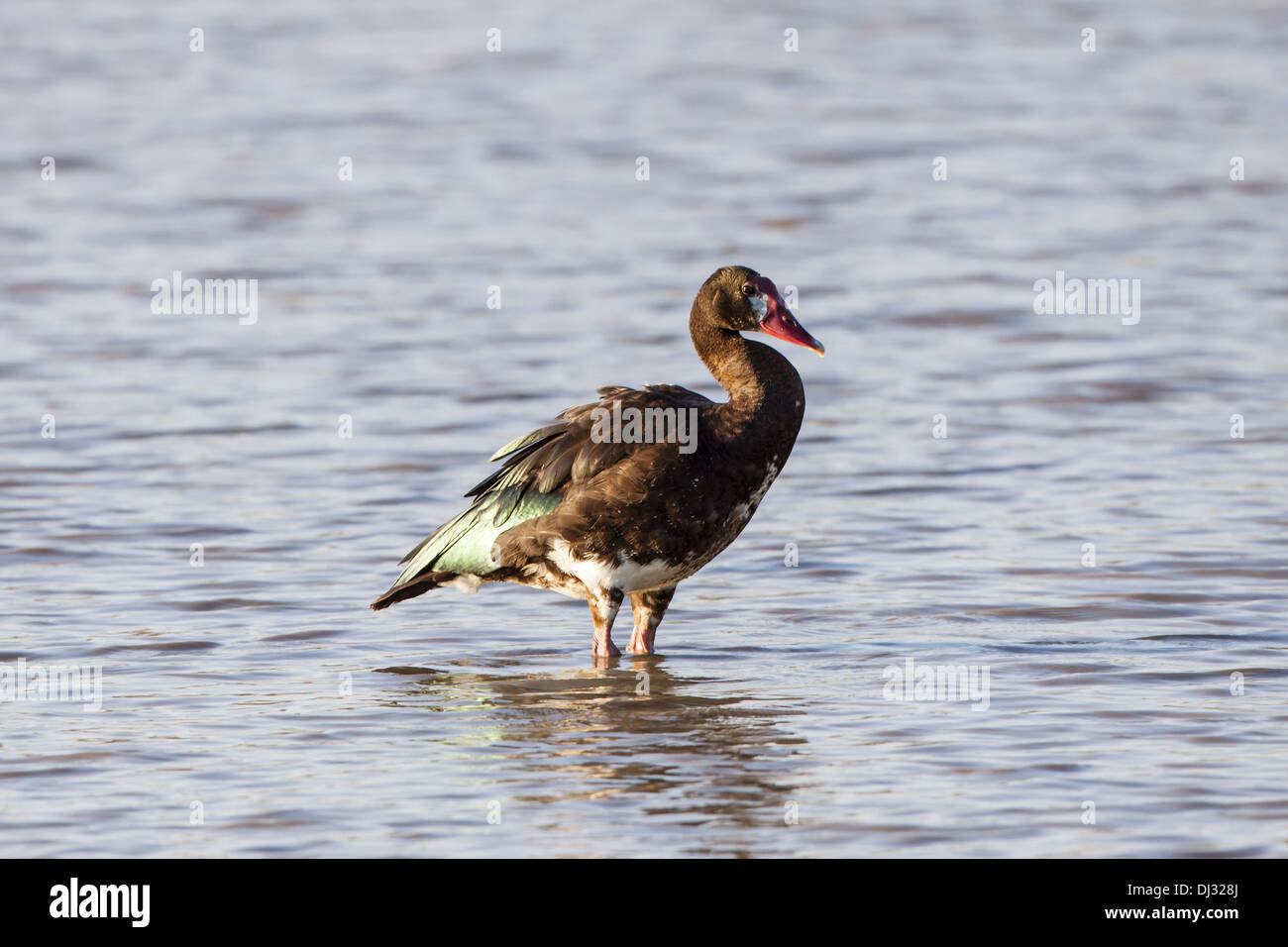 Spur winged goose hi-res stock photography and images - Alamy