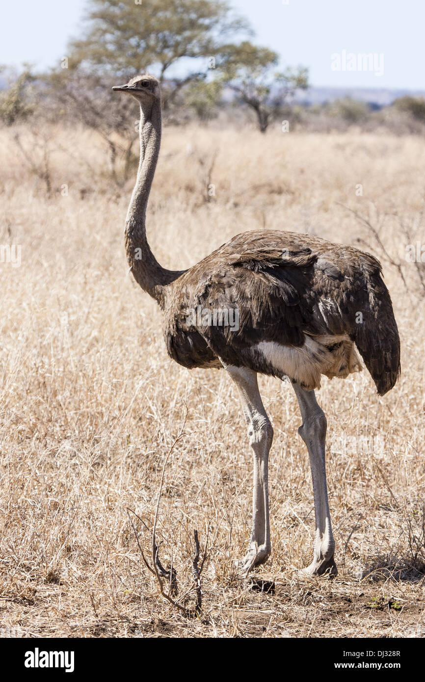 Ostrich (Struthio camelus Stock Photo - Alamy