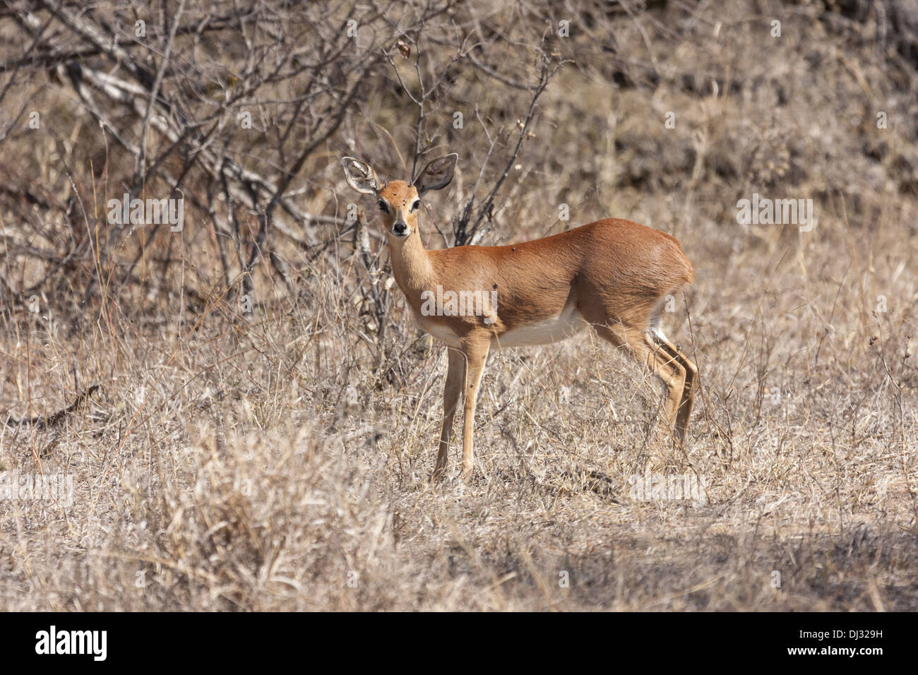 Raphicerus campestris hi-res stock photography and images - Alamy