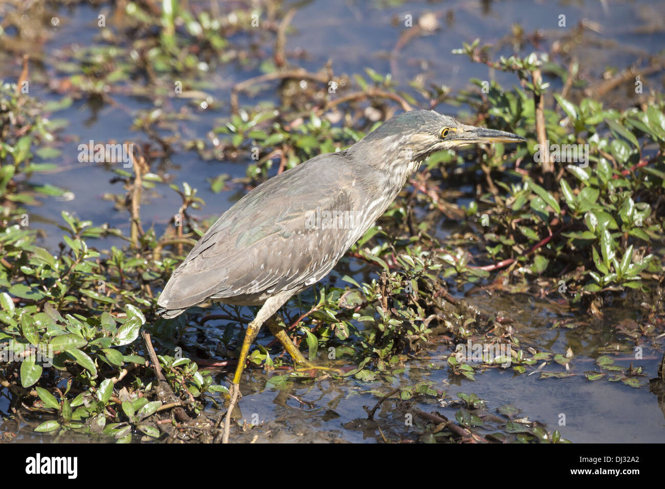 Photos of african birds hi-res stock photography and images - Alamy