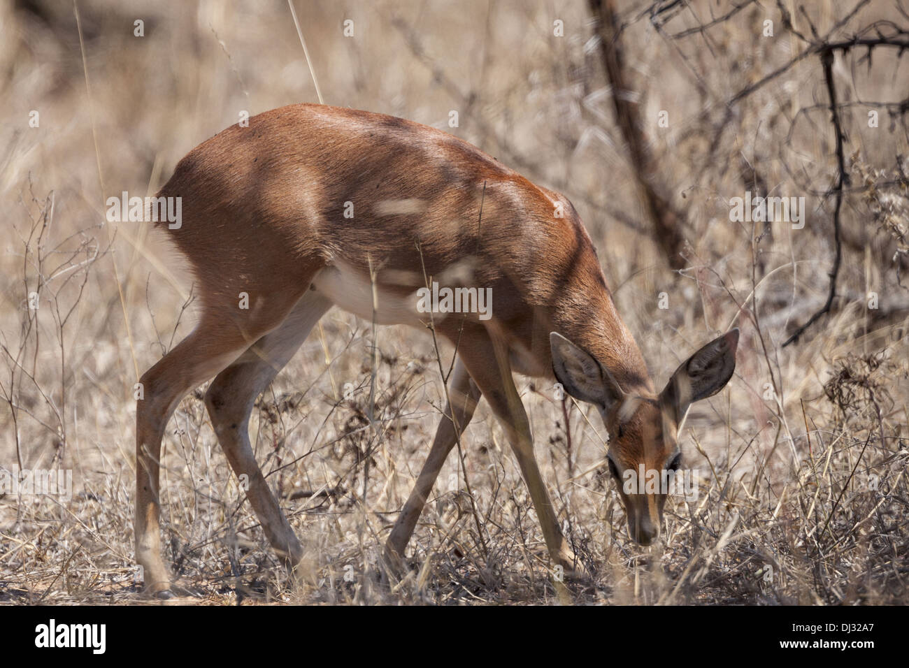 Raphicerus campestris hi-res stock photography and images - Alamy