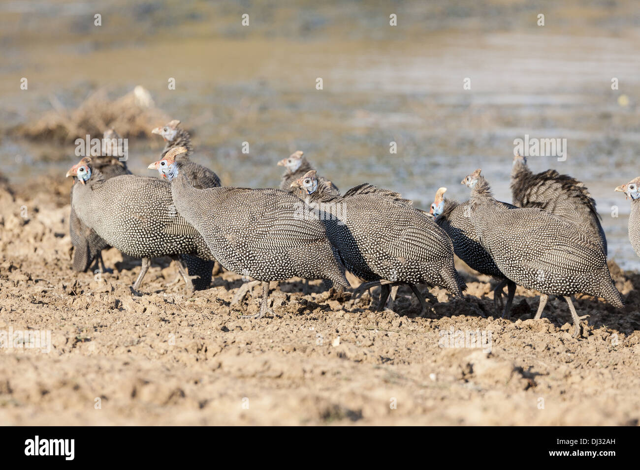 South african guinea fowl hi-res stock photography and images - Alamy