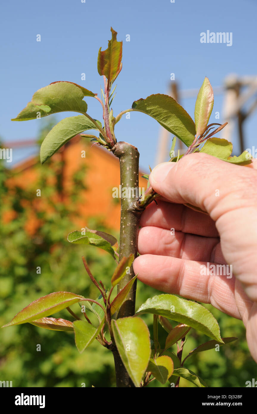 Pruning pear tree hi-res stock photography and images - Alamy