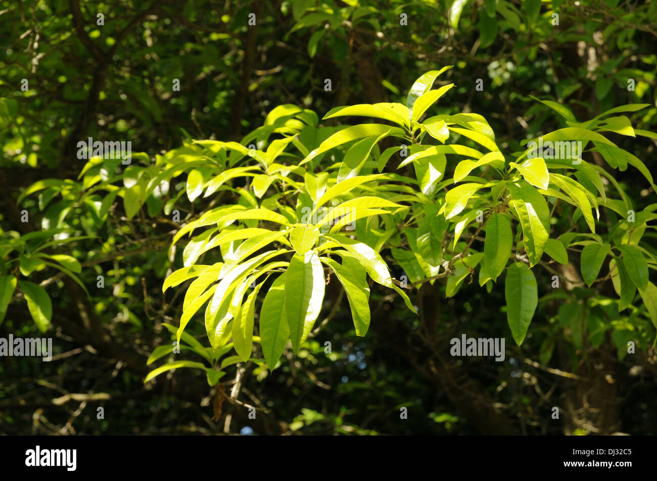 Oak shingle hi-res stock photography and images - Alamy