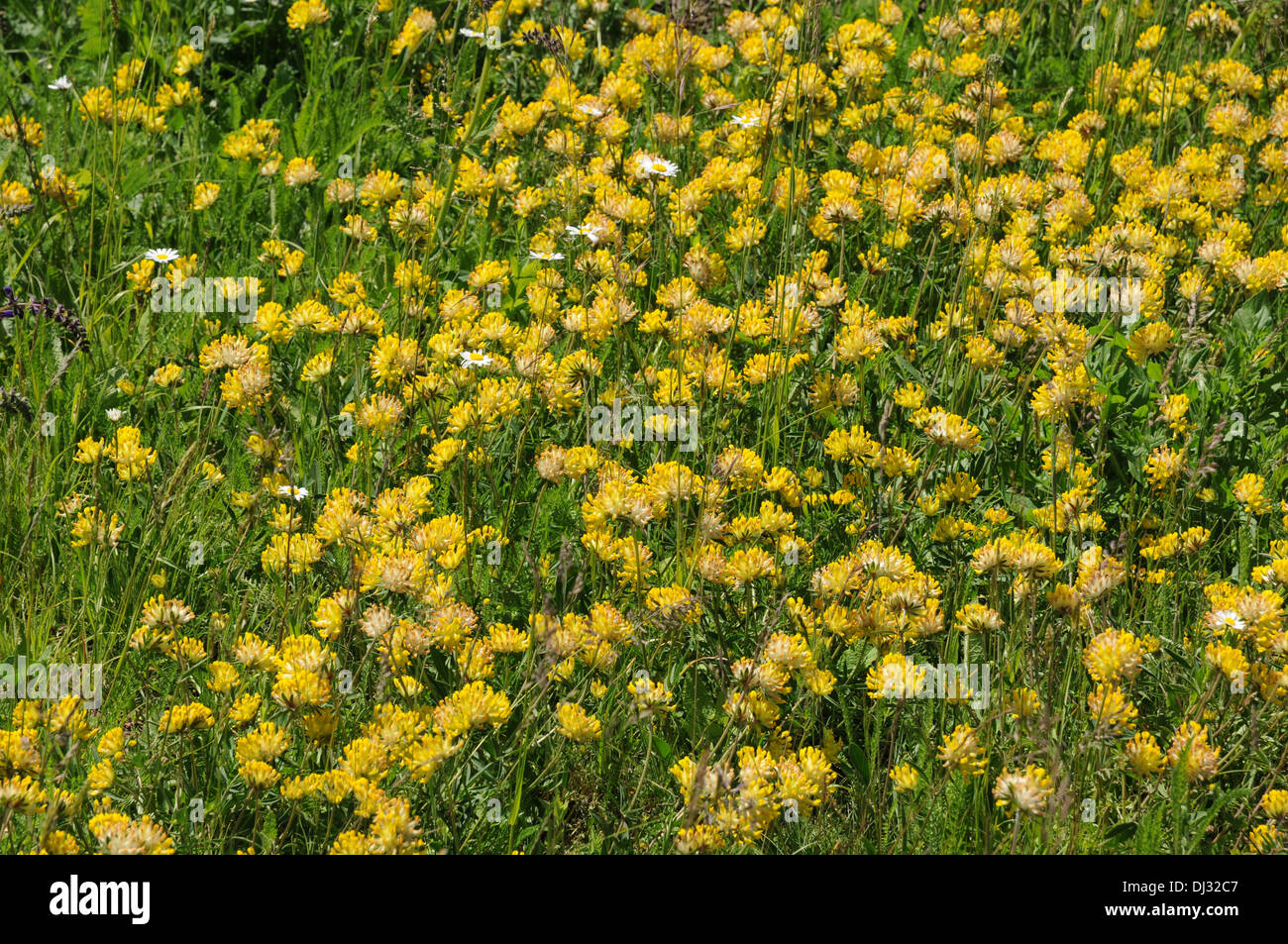 Kidney vetch hi-res stock photography and images - Alamy