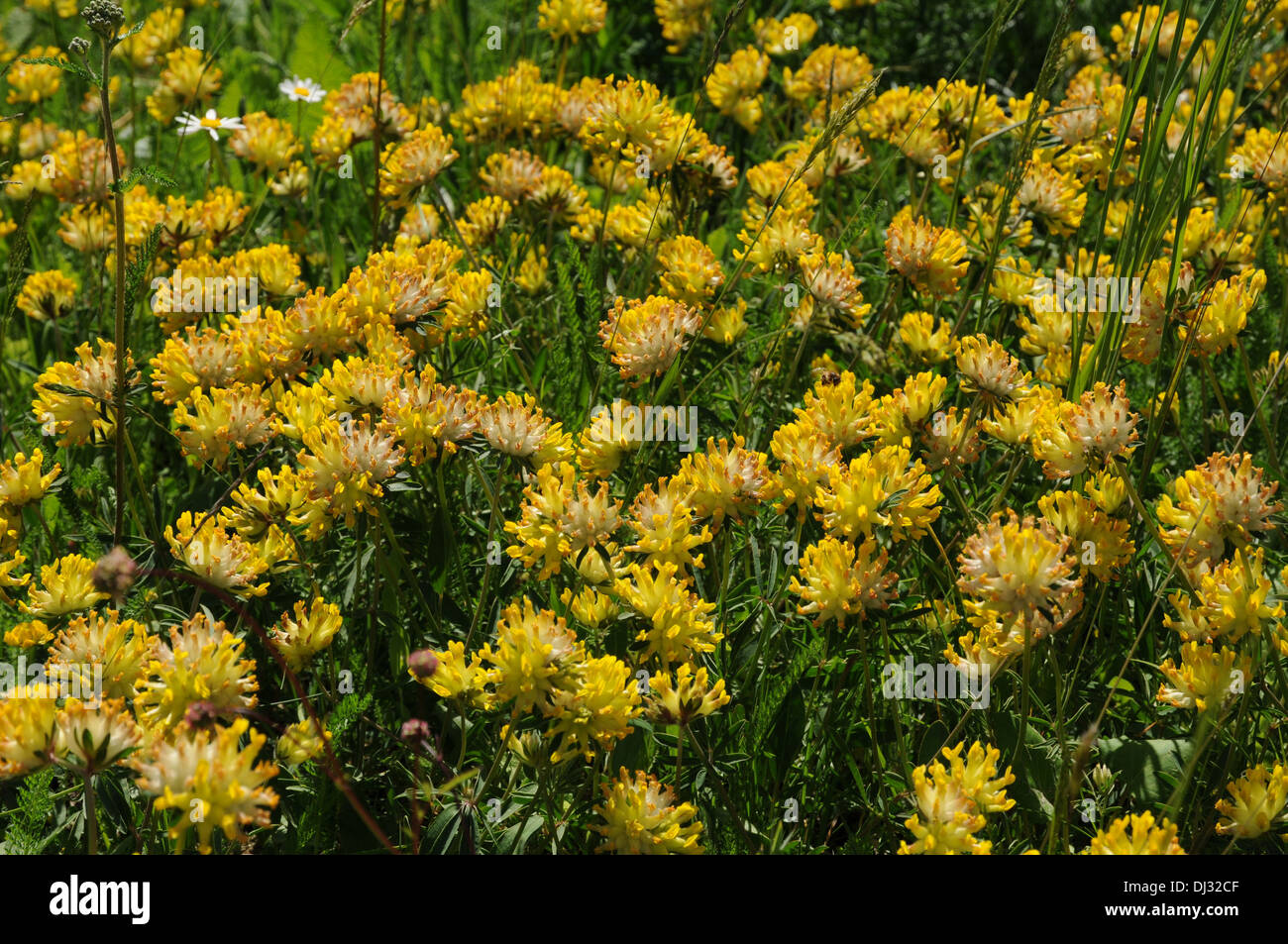 Kidneyvetches hi-res stock photography and images - Alamy