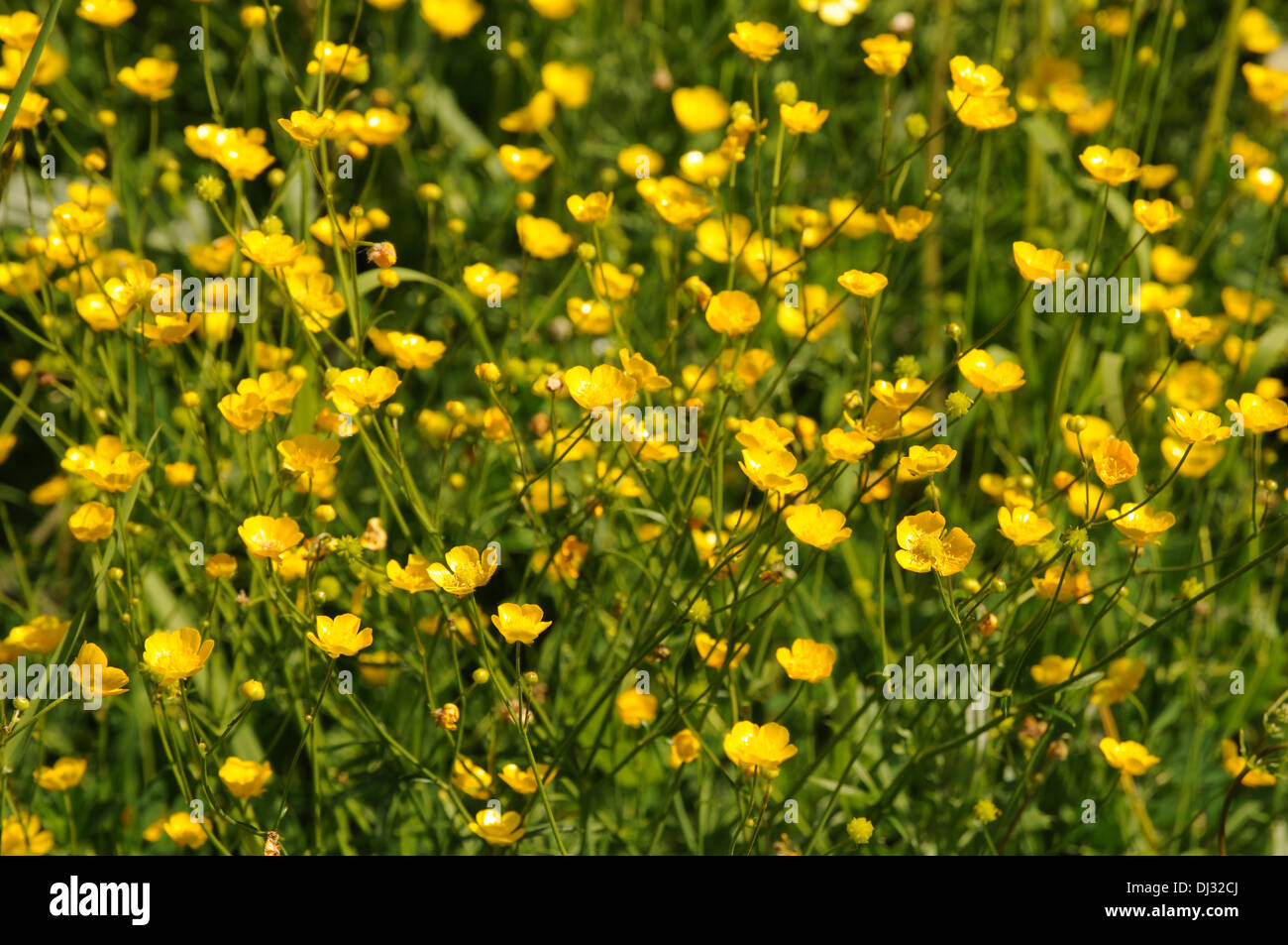 Wiesen butterblumen hi-res stock photography and images - Alamy