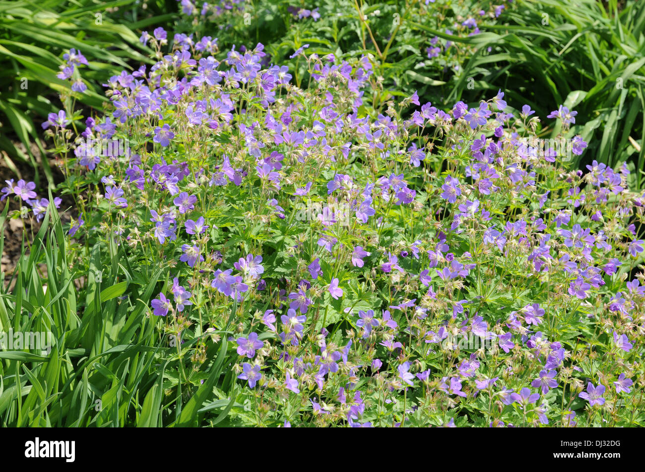 Wood cranesbills geranium sylvaticum hi-res stock photography and ...